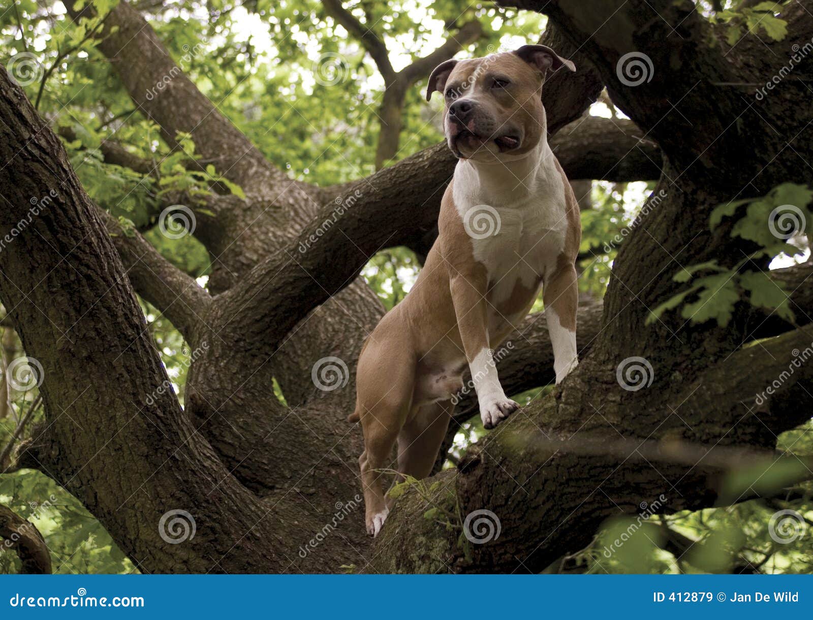 Up in a tree stock image. Image of animal, pitbull, trees - 412879