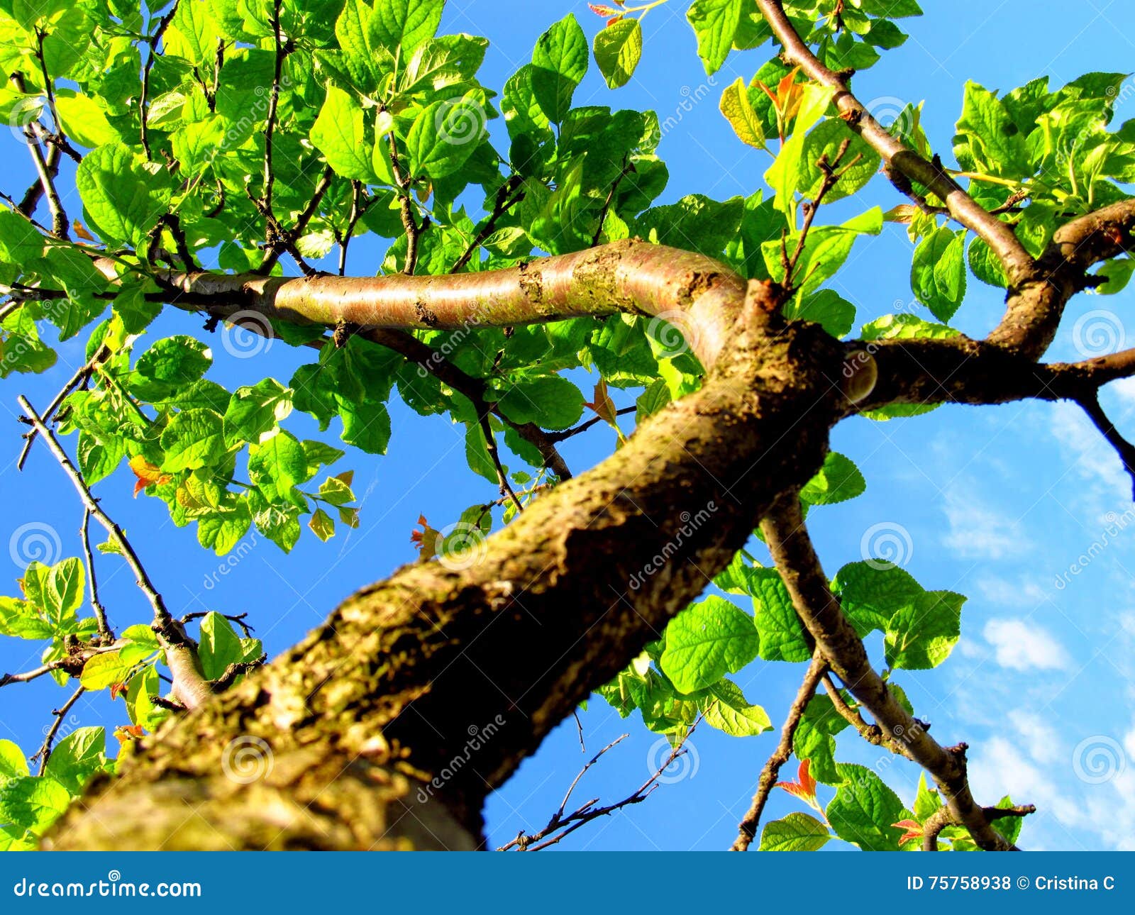 Up in the tree stock photo. Image of feel, higher, tree - 75758938