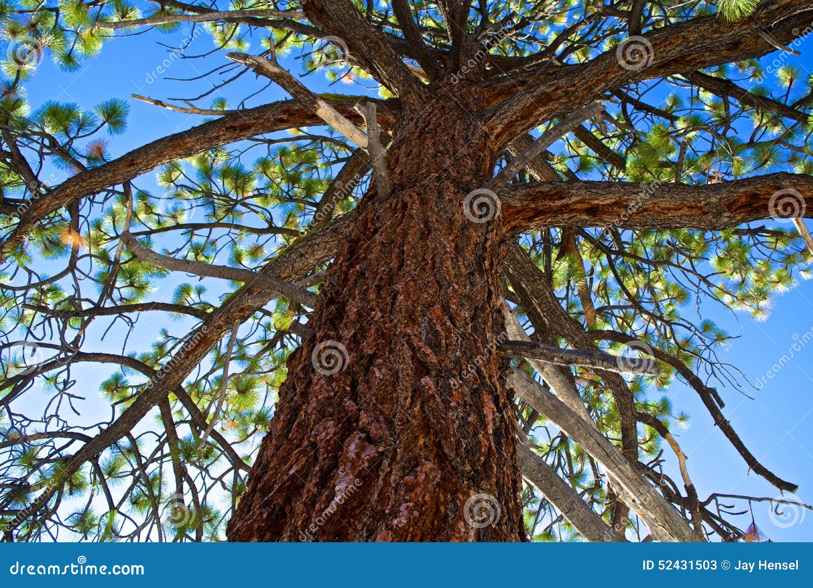 Up the Tree stock image. Image of tree, earth, park, hike - 52431503