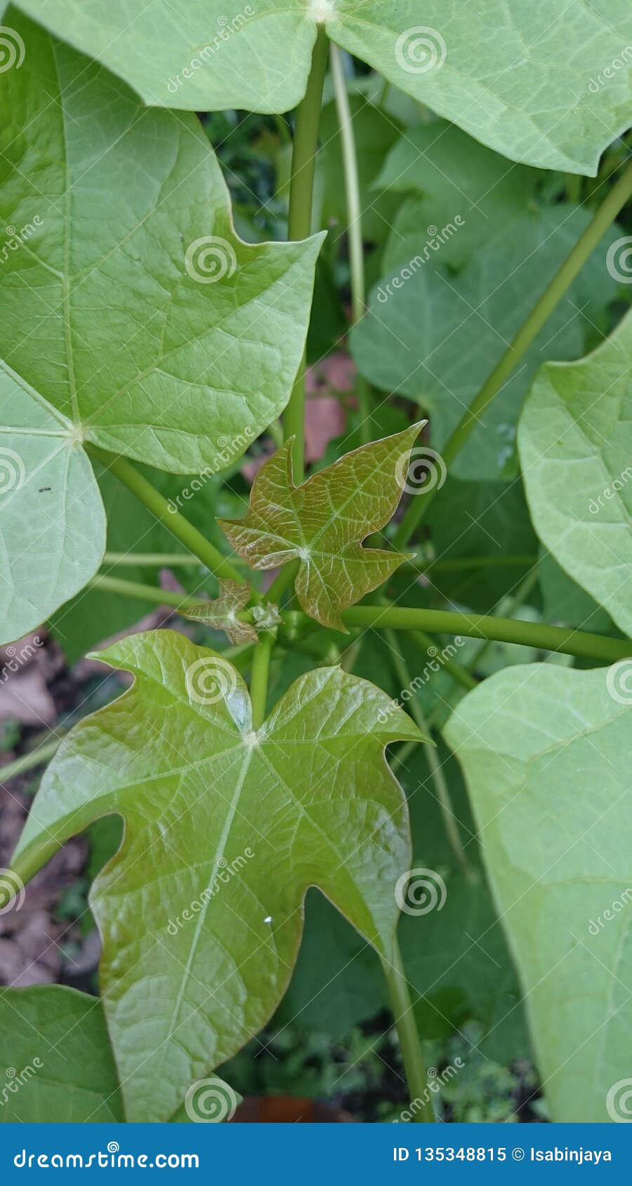 Castor Leaf closeup photo stock image. Image of fresh - 135348815