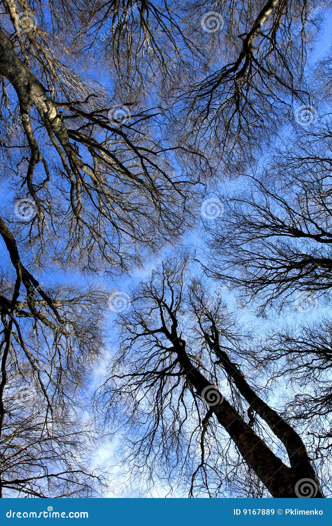 Up view in forest stock image. Image of height, travel - 9167889