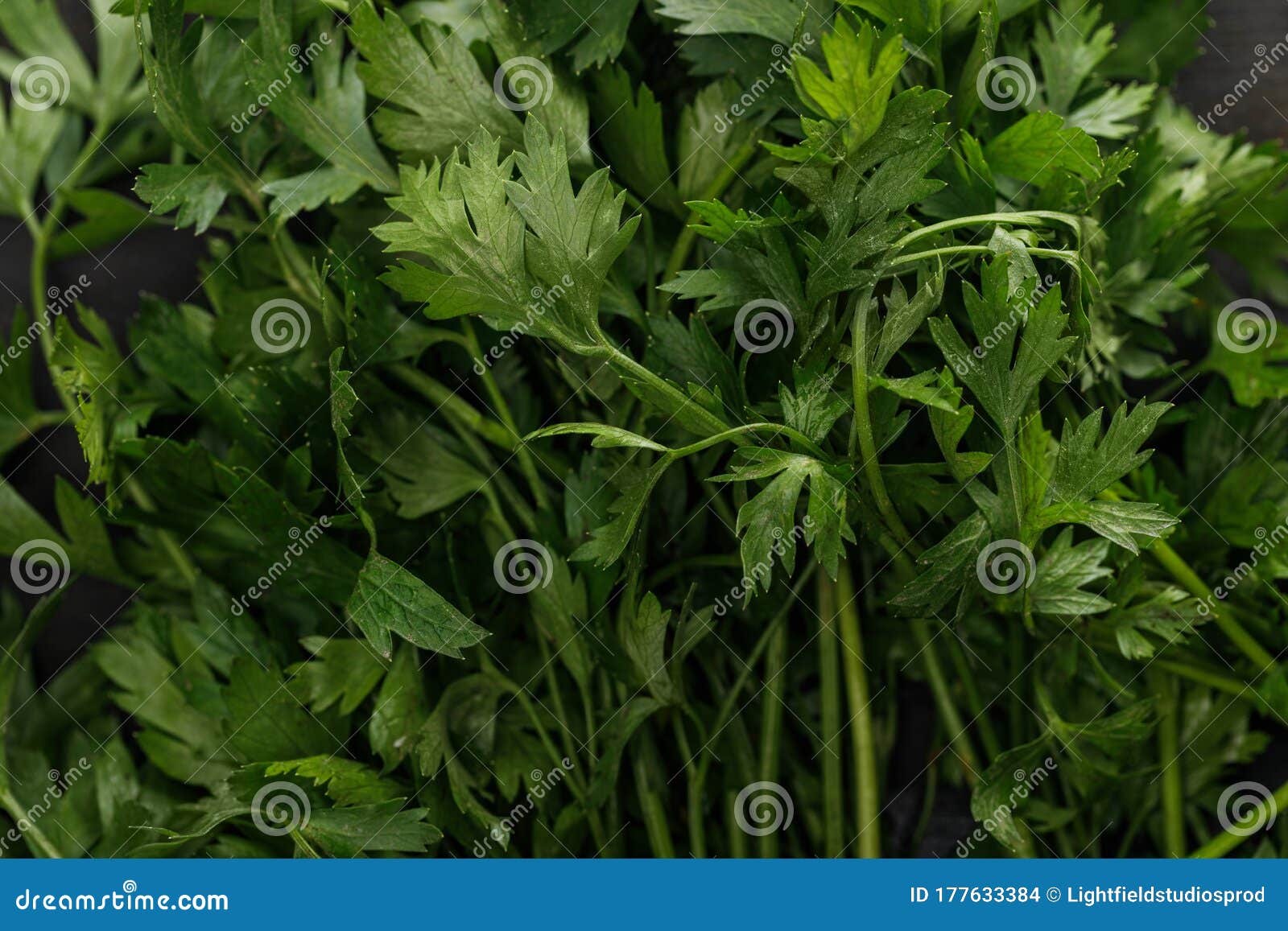 Up View of Fresh Green Cilantro Stock Photo - Image of food, twigs ...