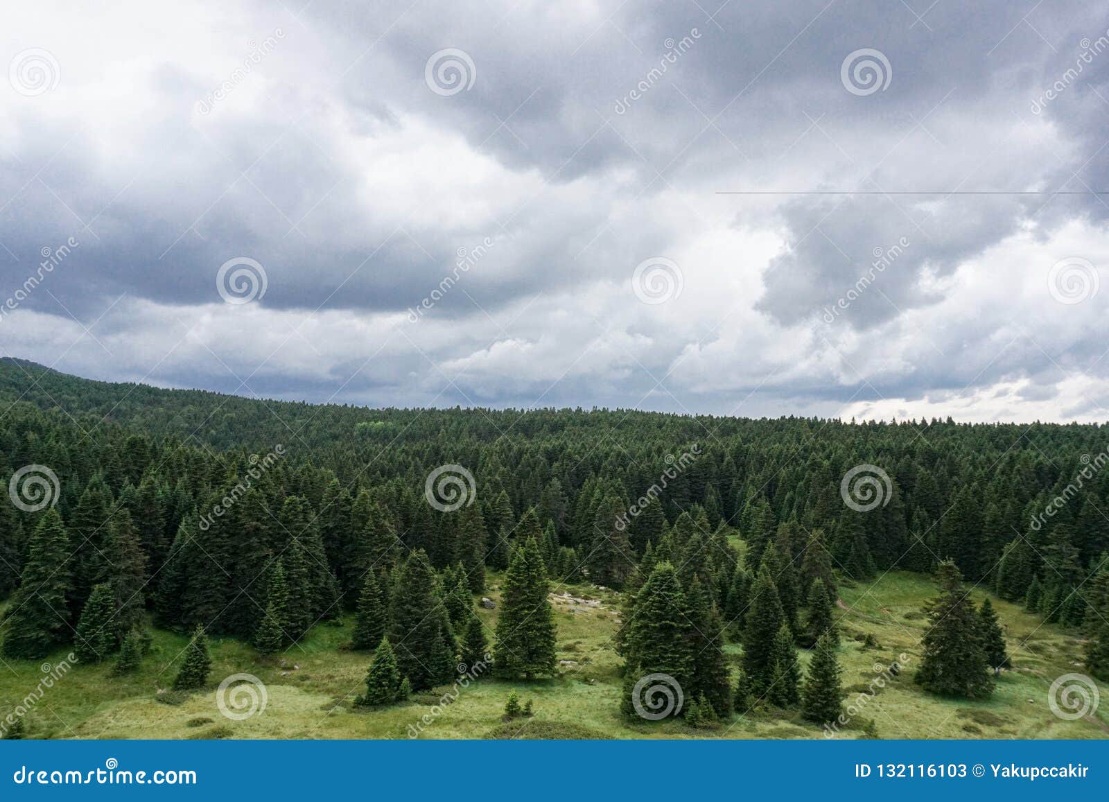 Up view of a green forest stock image. Image of rural - 132116103