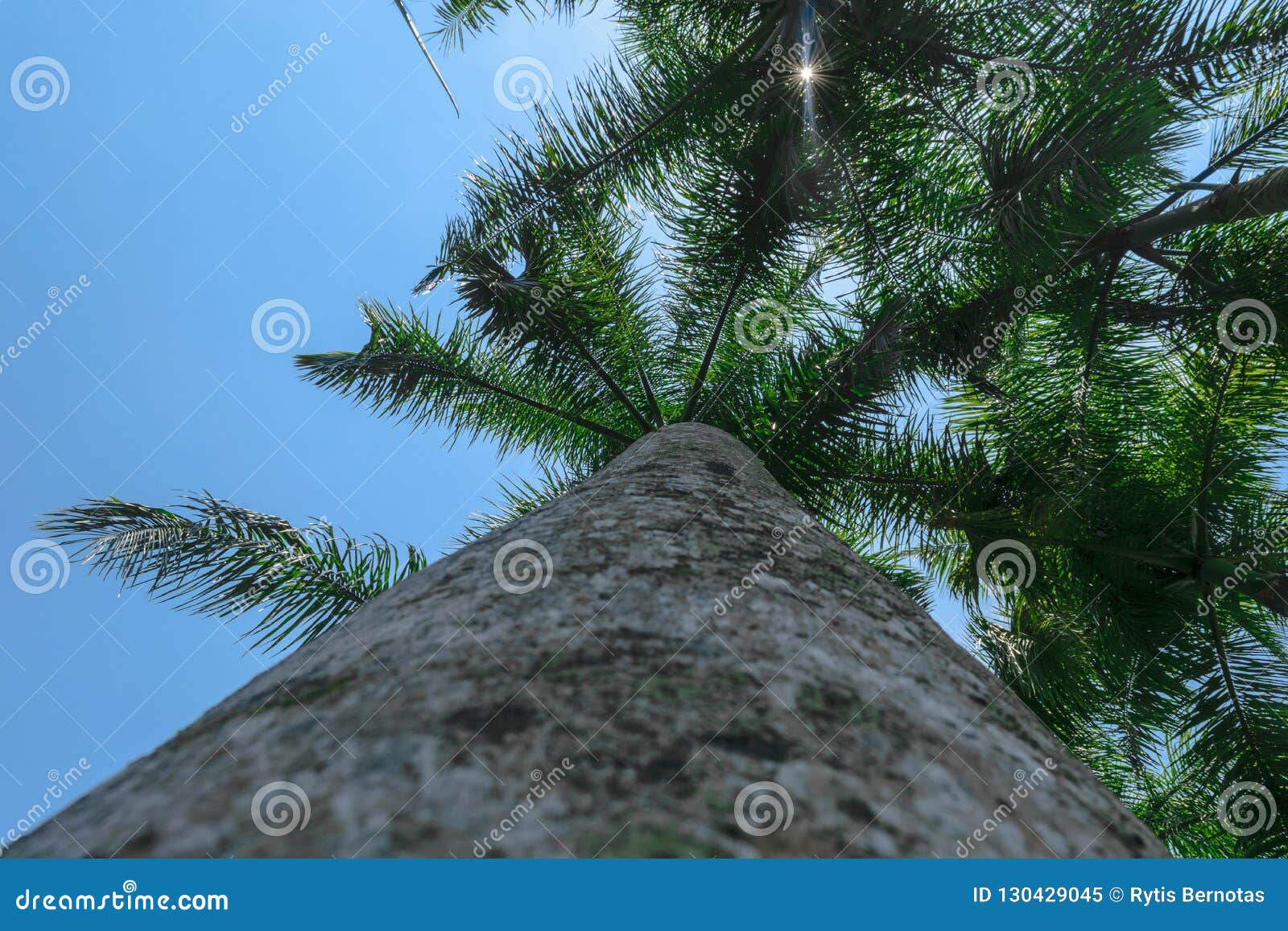 Up View from the Ground of Grey Palm Tree Trunk and Green Leaves in ...