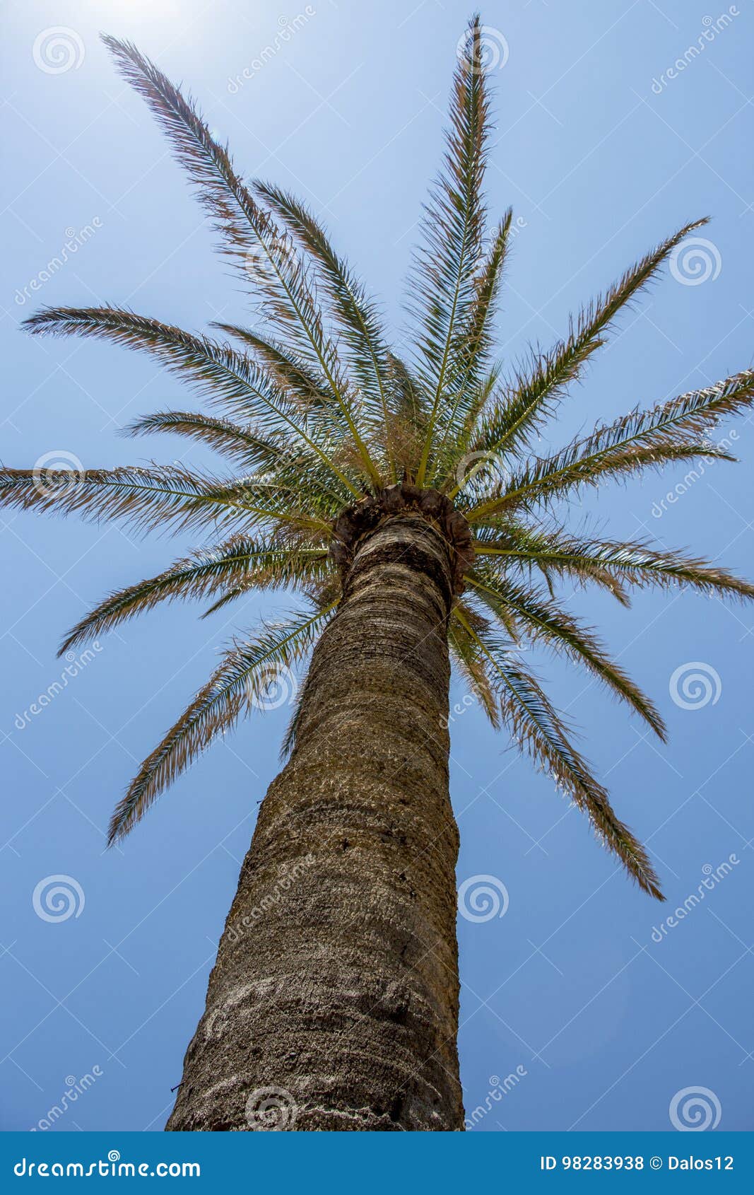 Up view of a palm tree stock photo. Image of touristic - 98283938