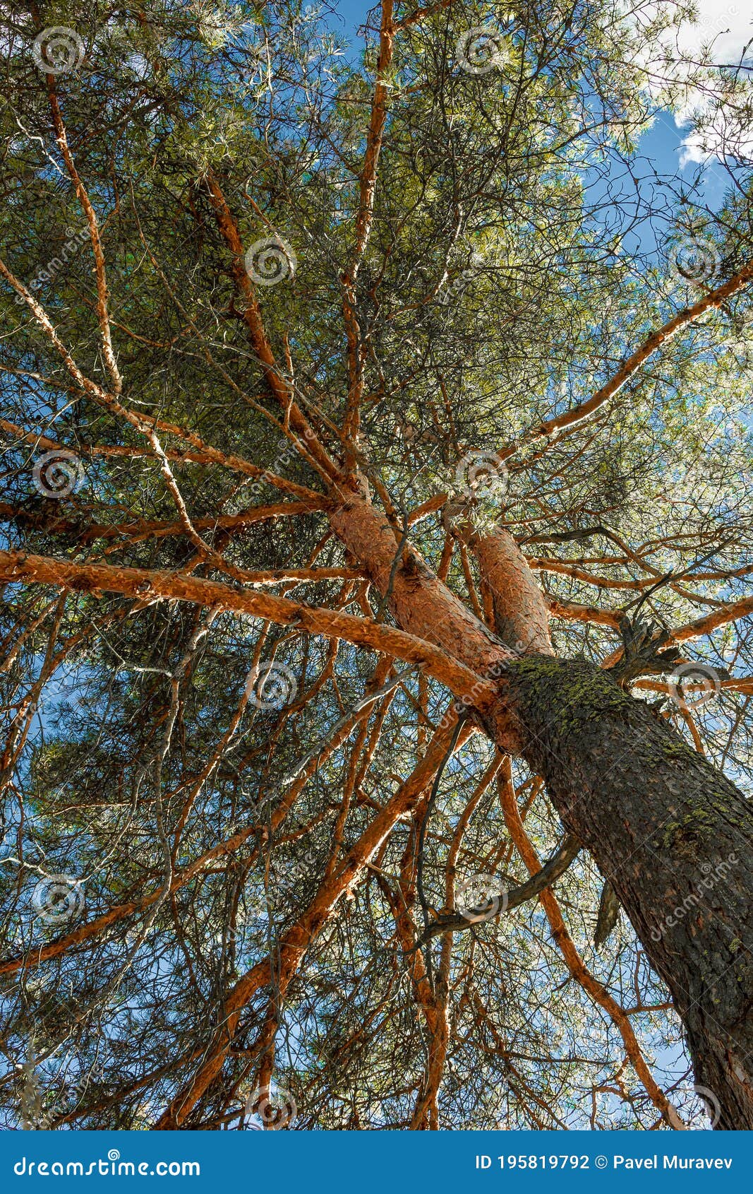 Up View of Pine Tree and Sunlight Effect. High Pine in the Forest ...