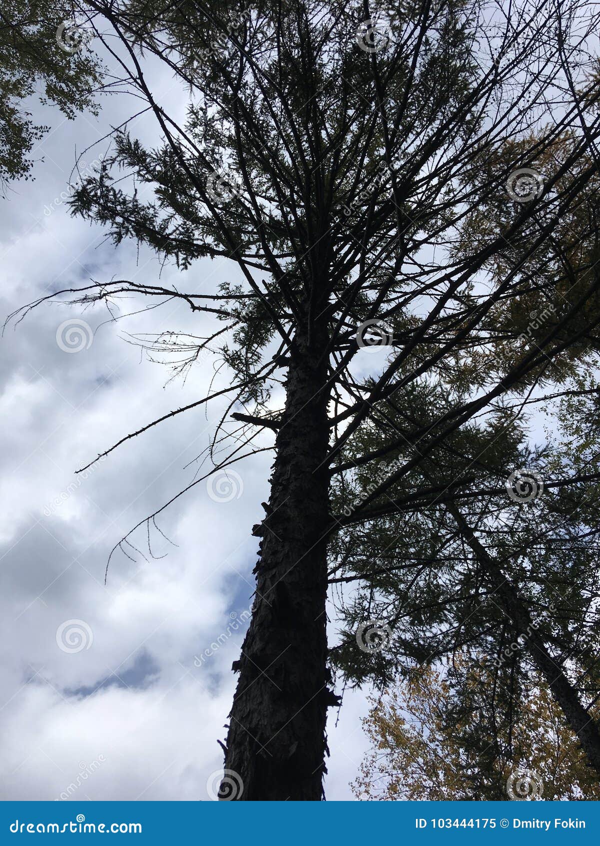 Tree, Blue-gray Cloudy Sky. Stock Image - Image of bluegray, trees ...