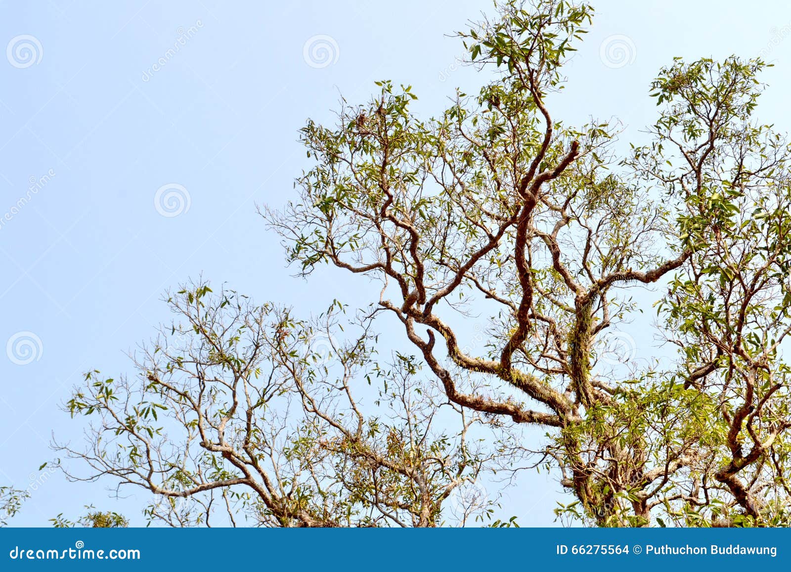 Up view on tree stock photo. Image of fresh, foliage - 66275564