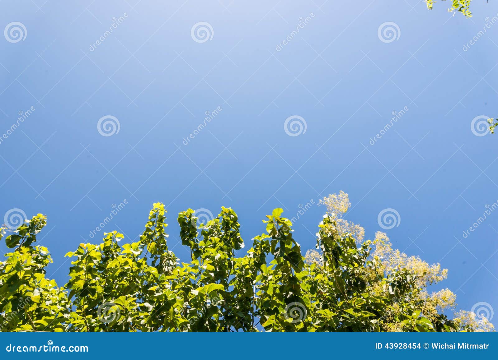 Up View on Tree and Clouds on Blue Sky Stock Photo - Image of green ...