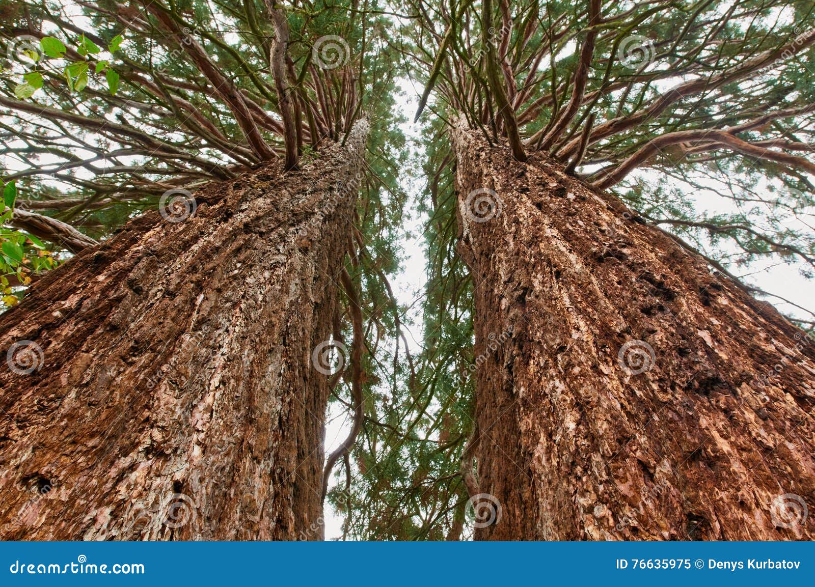 Up View of a Two Pine Trees Stock Image - Image of leaves, texture ...