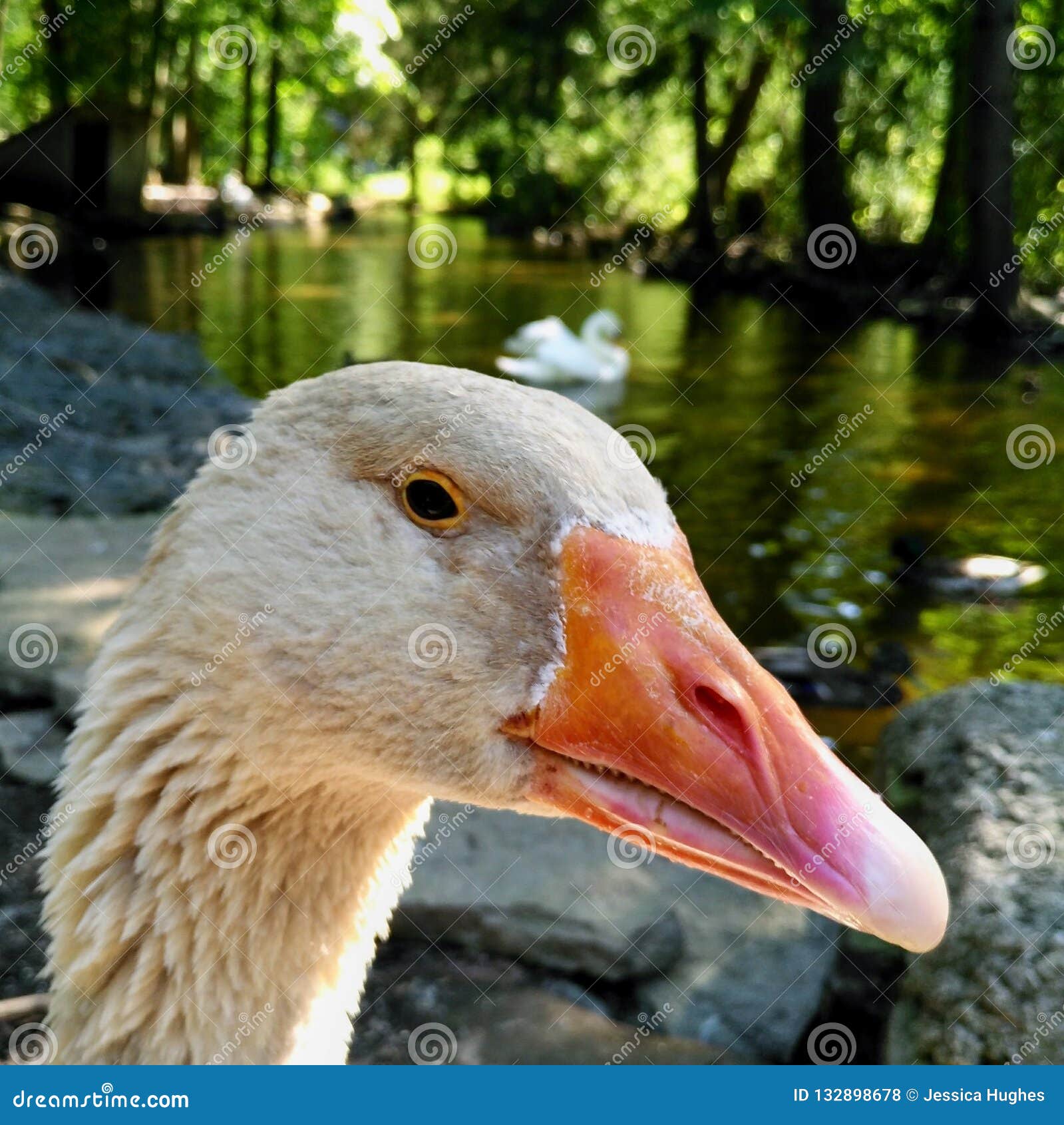 Macro duck stock photo. Image of orange, bill, duck - 132898678