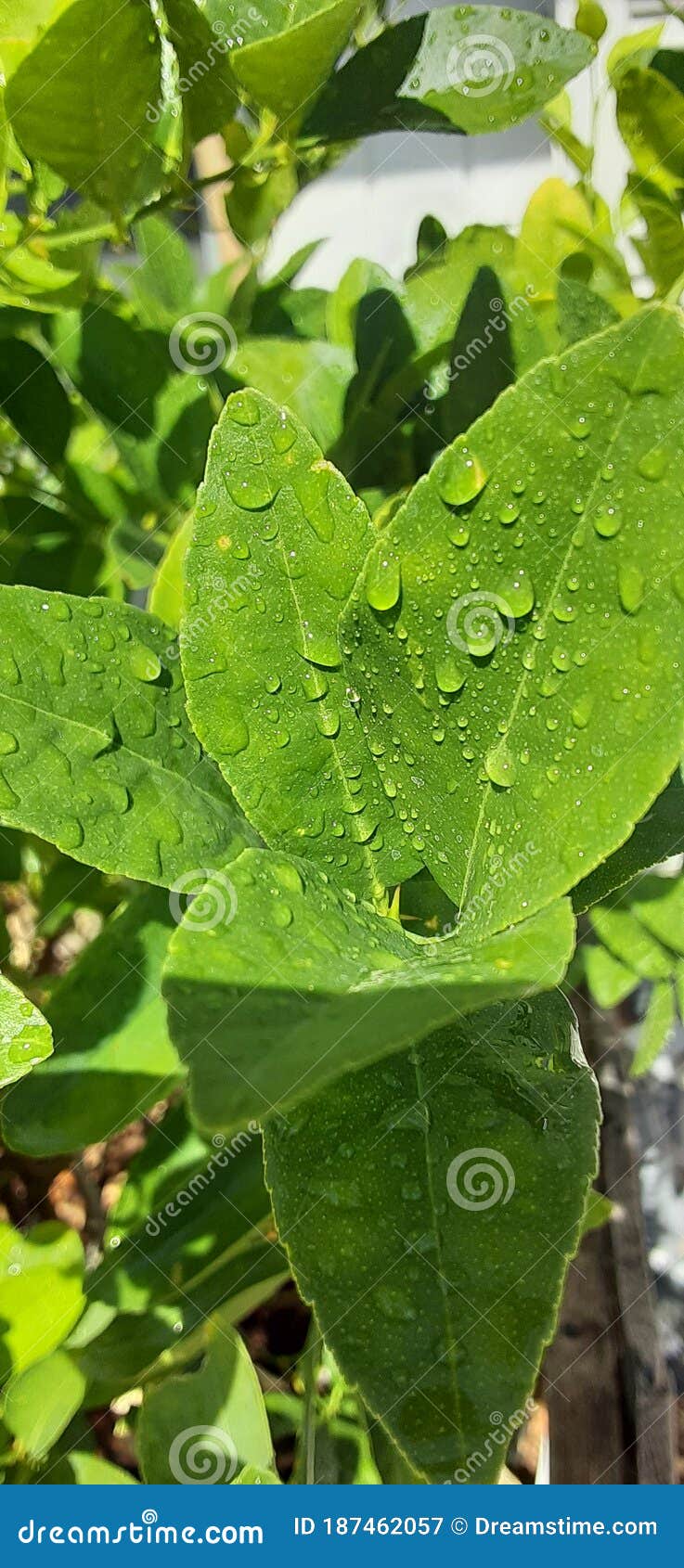Upclose leaf stock image. Image of shrub, green, tree - 187462057