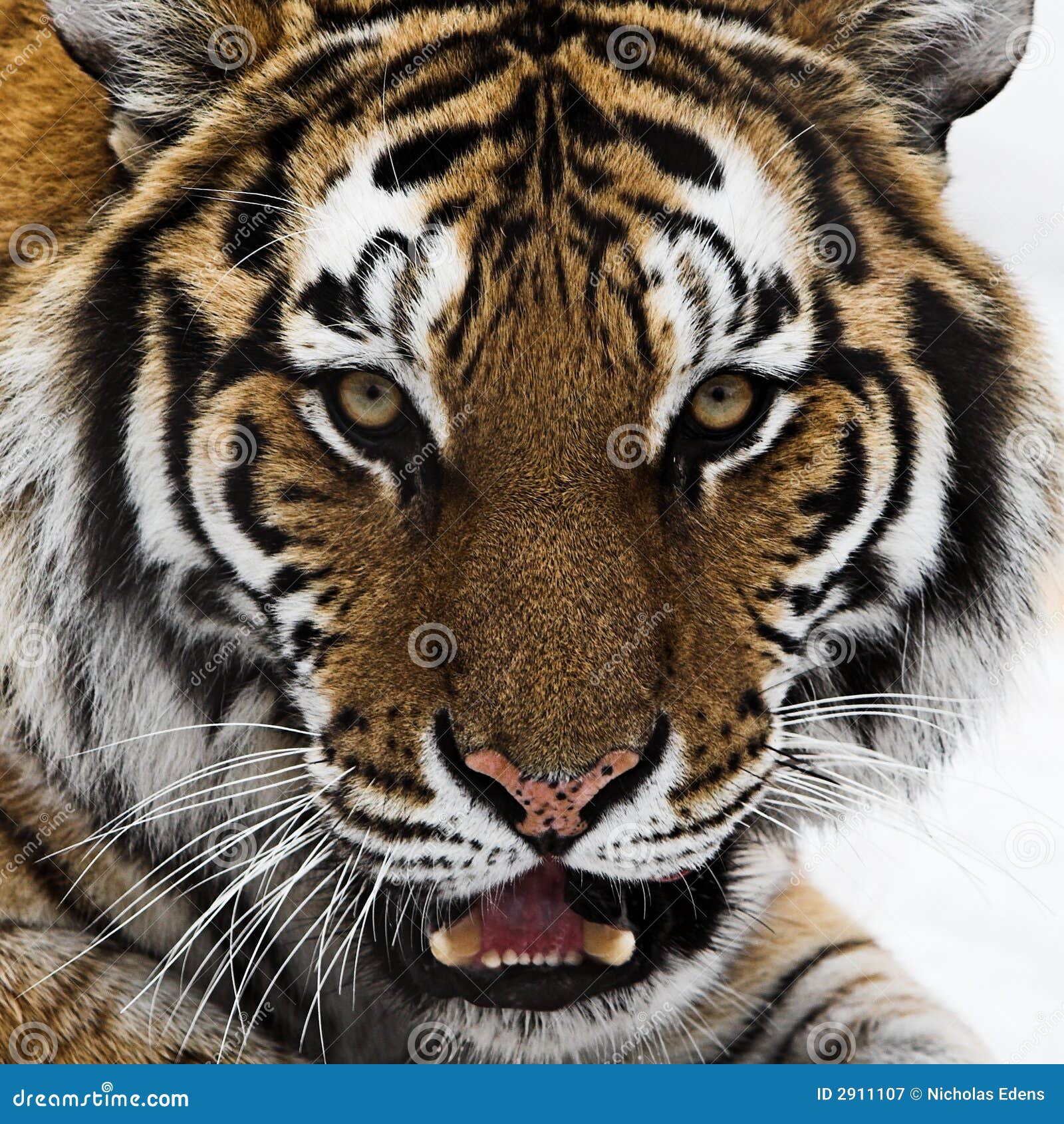 Upclose Shot Of Tiger Head Royalty Free Stock Photography - Image: 2911107