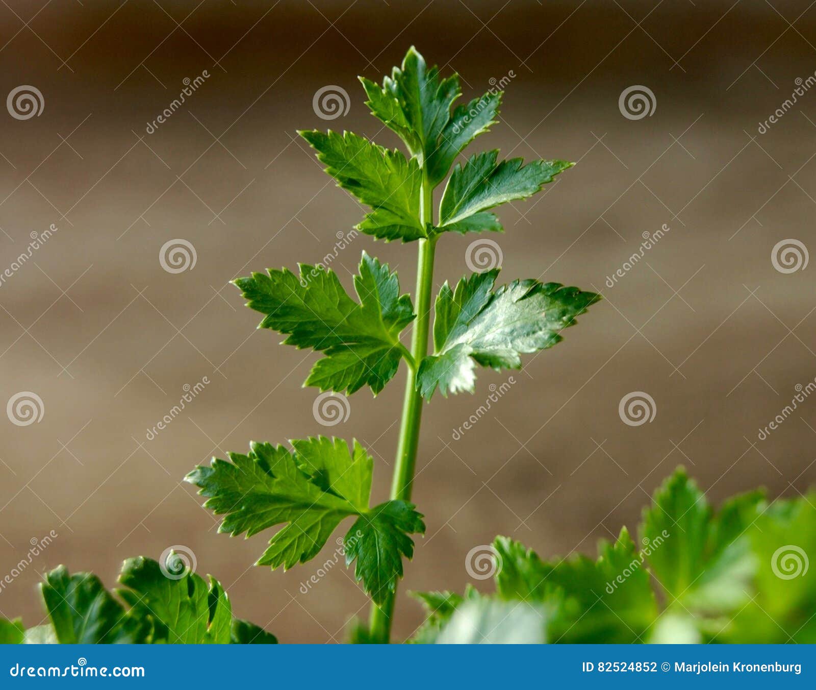 Upcoming celery herbs stock photo. Image of sunny, superfood - 82524852