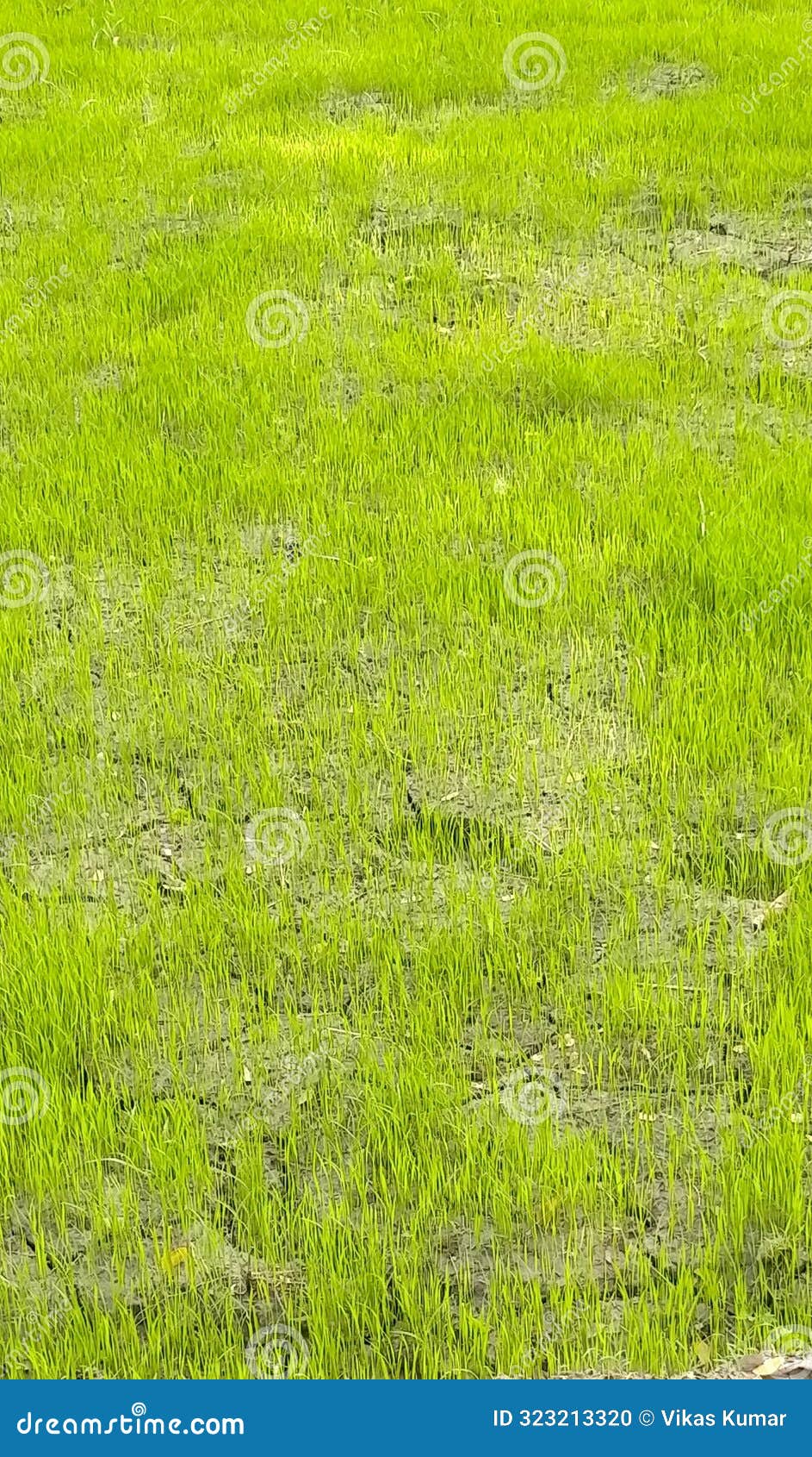 Upcoming Green Grass seeds stock photo. Image of nature - 323213320