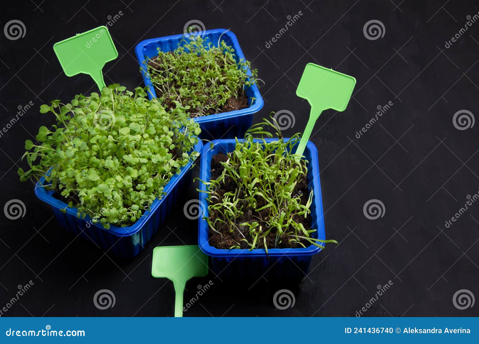 Upcycling is the Use of Plastic Trays from Vegetables To Grow ...
