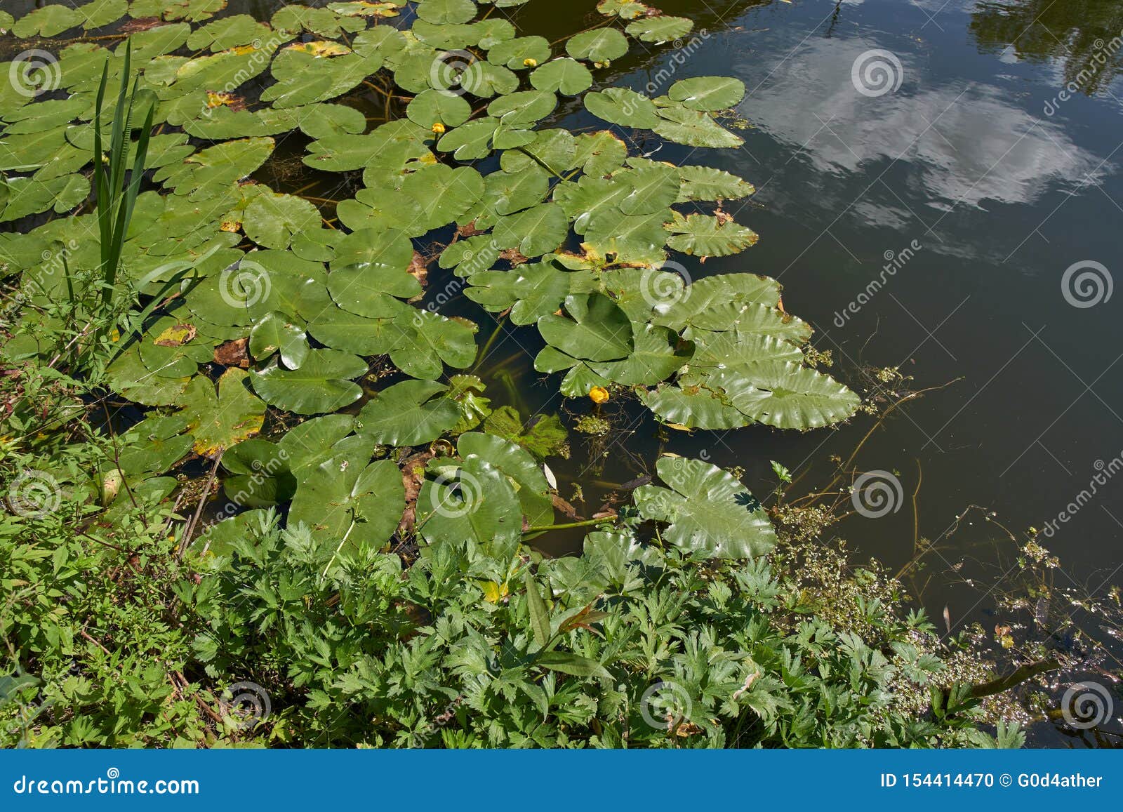 Uphar pumilum stock photo. Image of river, flowering - 154414470