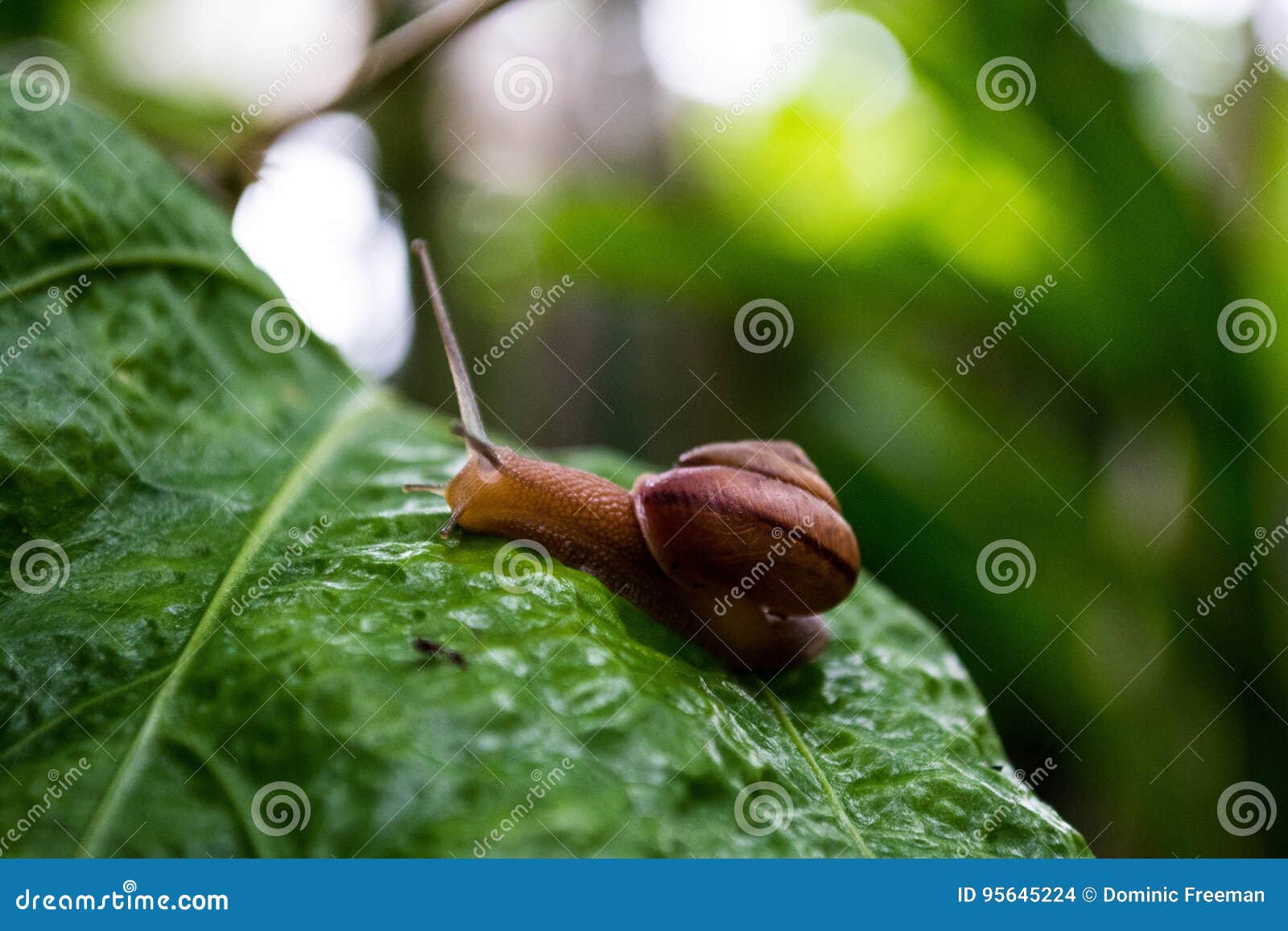Uphill Battle stock photo. Image of snails, motivation - 95645224