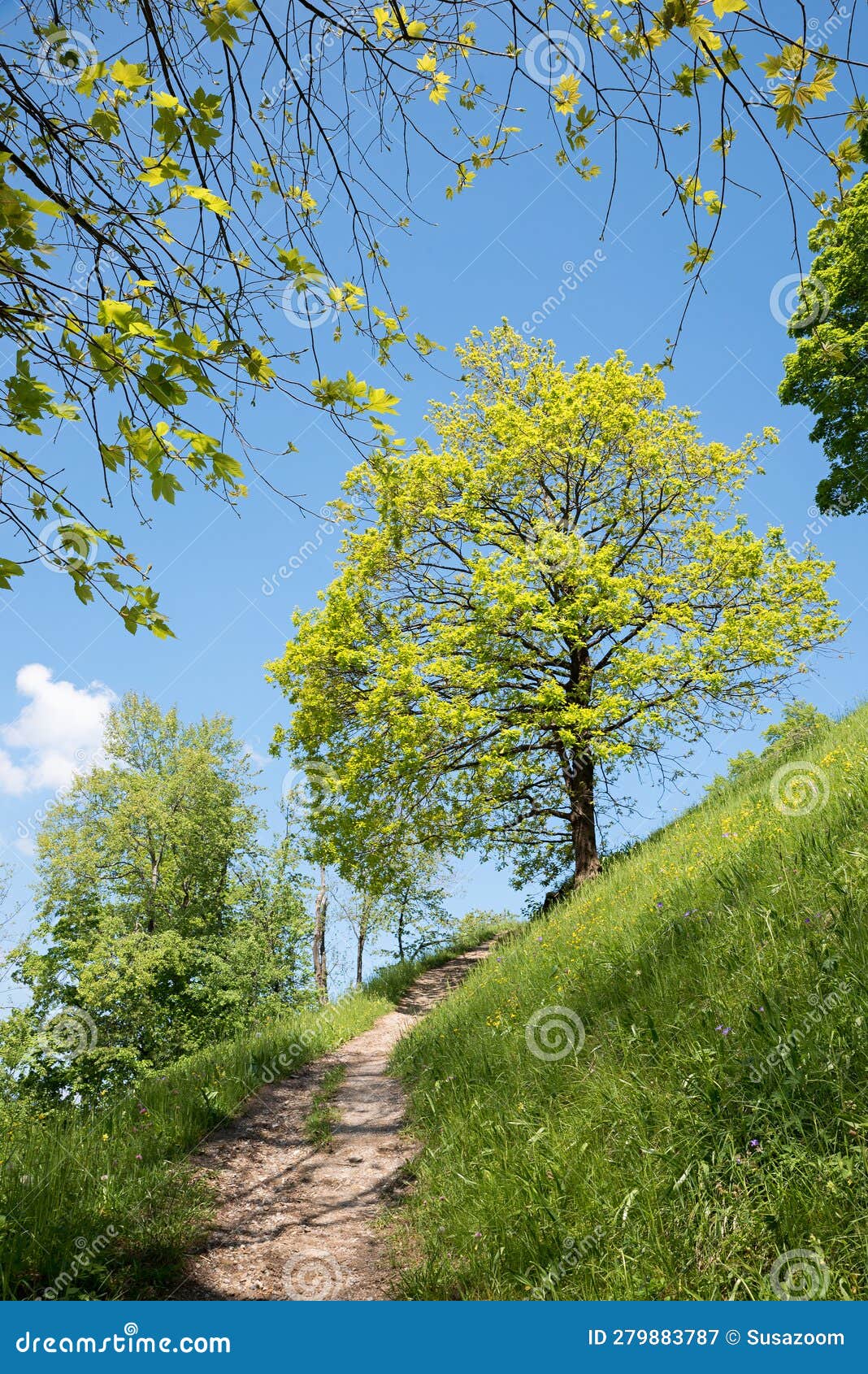 Uphill Footpath, Green Oak Tree and Budding Maple Branches at ...