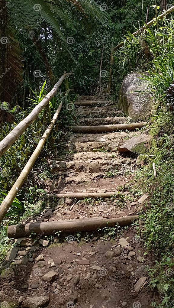 Uphill path in the forest stock image. Image of road - 251926617