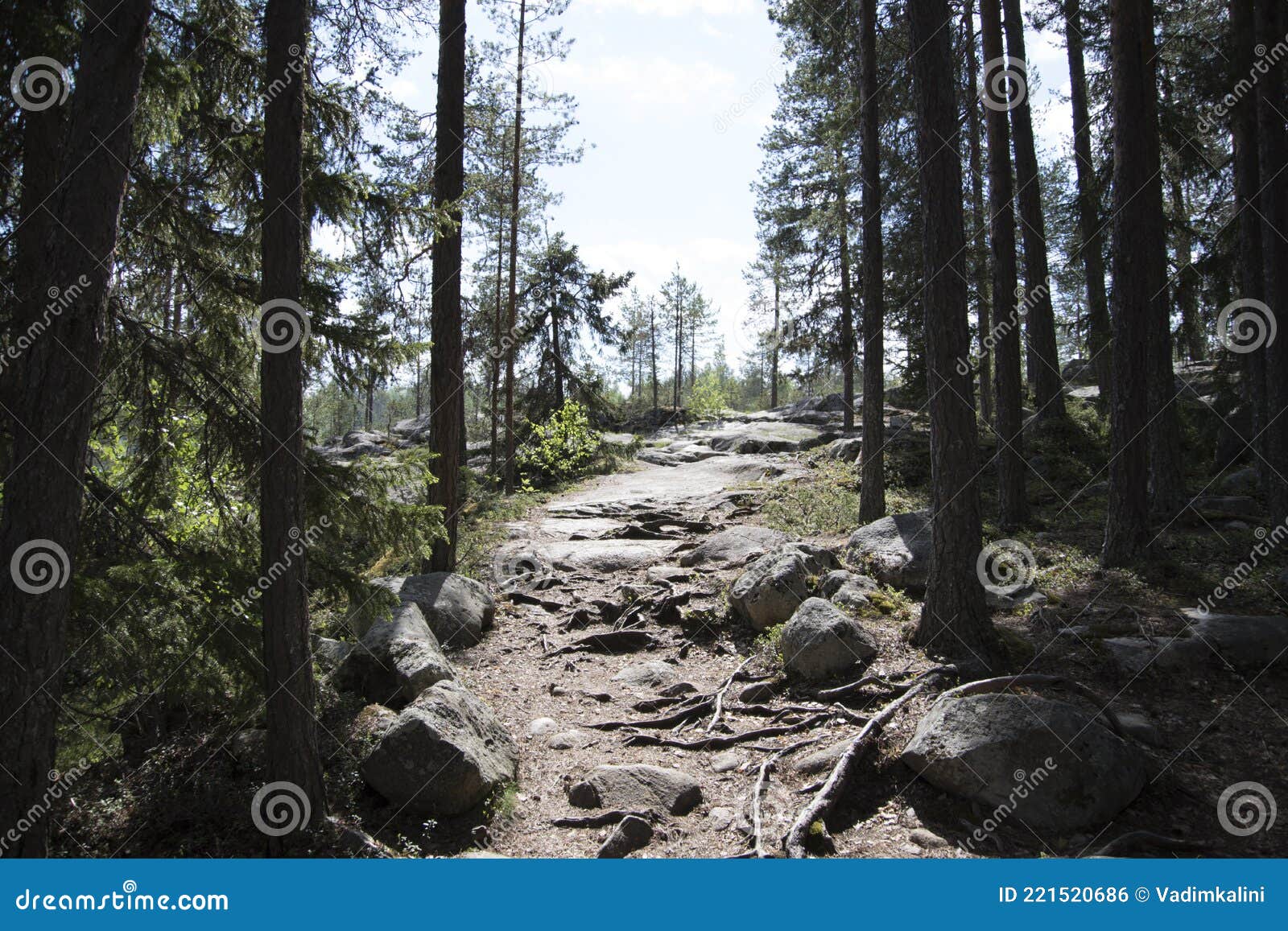 Uphill Path in the Forest with Rocks. Stock Photo - Image of beautiful ...