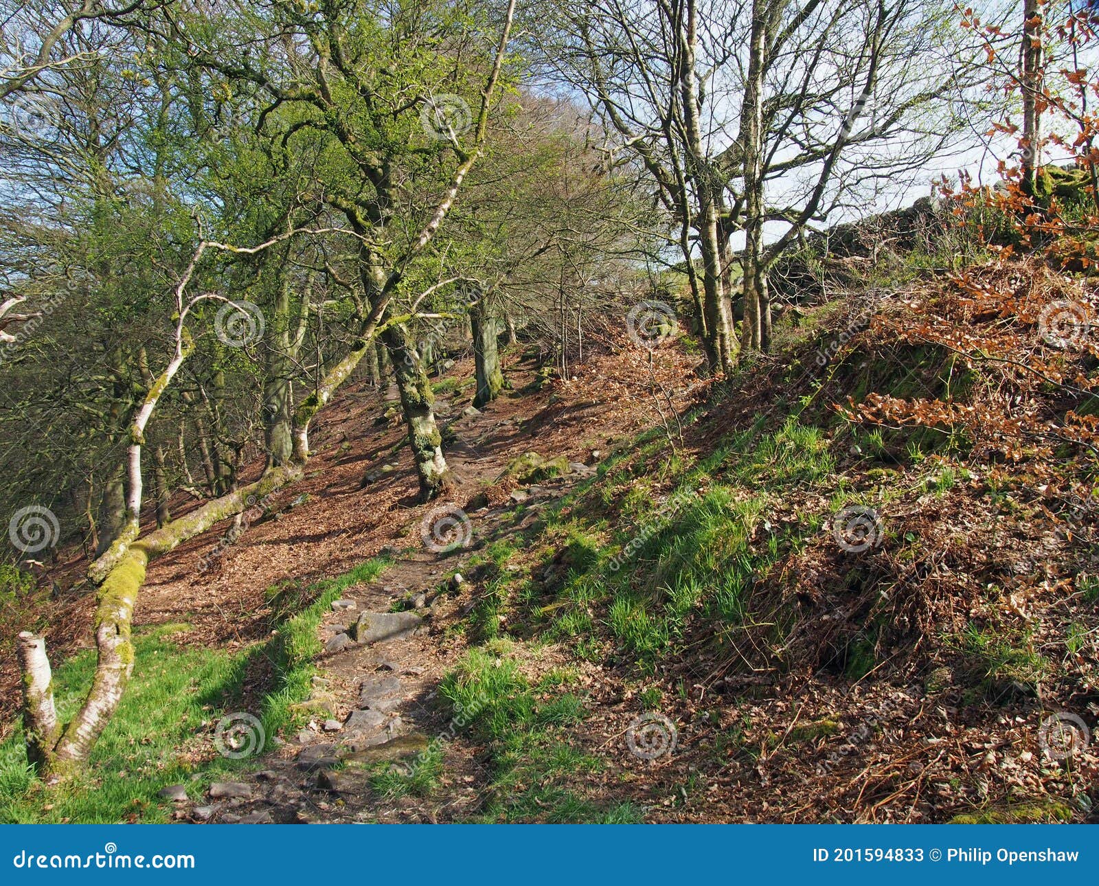 Uphill Path between Old Beech Trees in Woodland on a Spring Morning ...