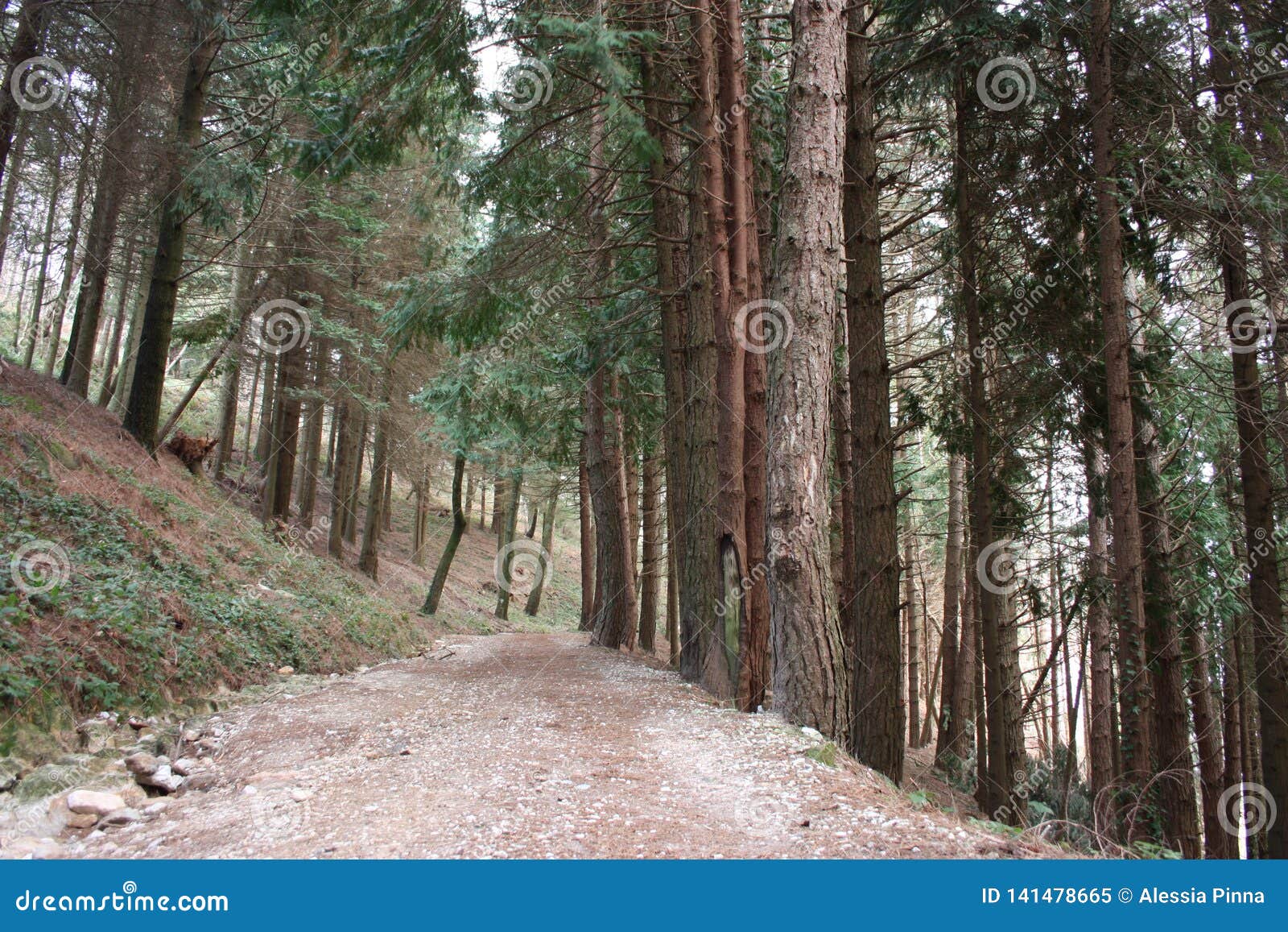Uphill Path. Path Surrounded by Tall Pine Trees Along the Pavement ...