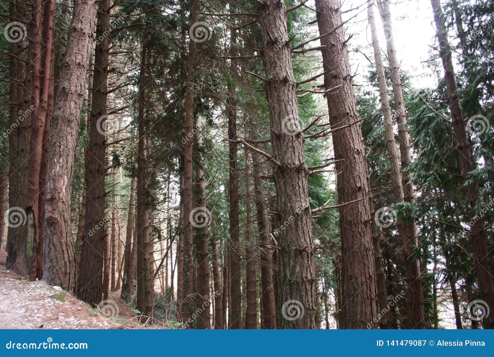 Uphill Path. Path Surrounded by Tall Pine Trees Along the Pavement ...