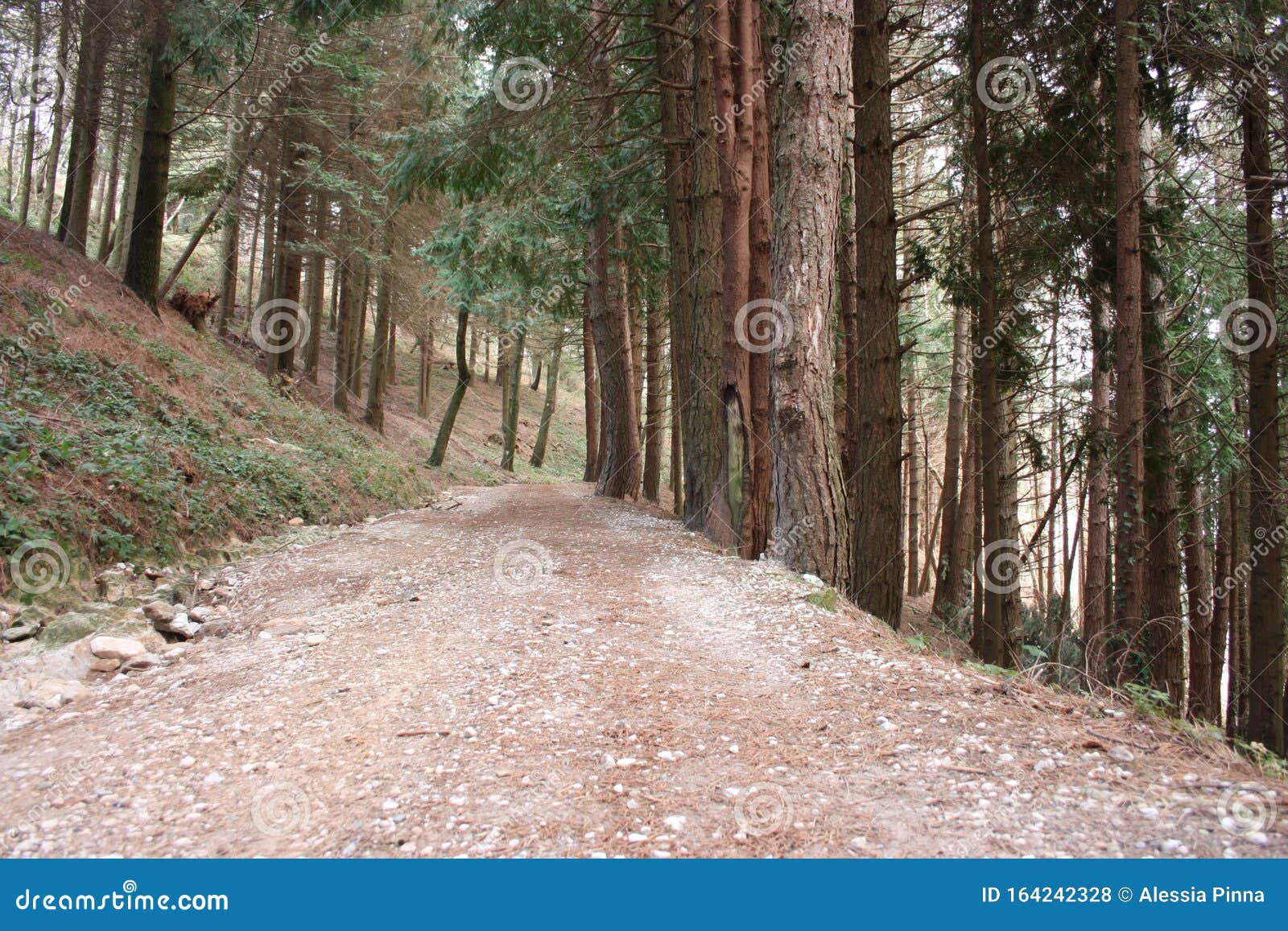 Uphill Path. Path Surrounded by Tall Pine Trees Along the Pavement ...