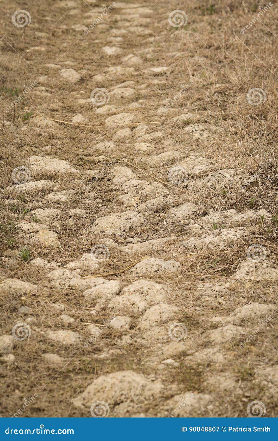 Uphill Rocky Staircase With Wooden Railing In A Dense Rain Forest Hill ...