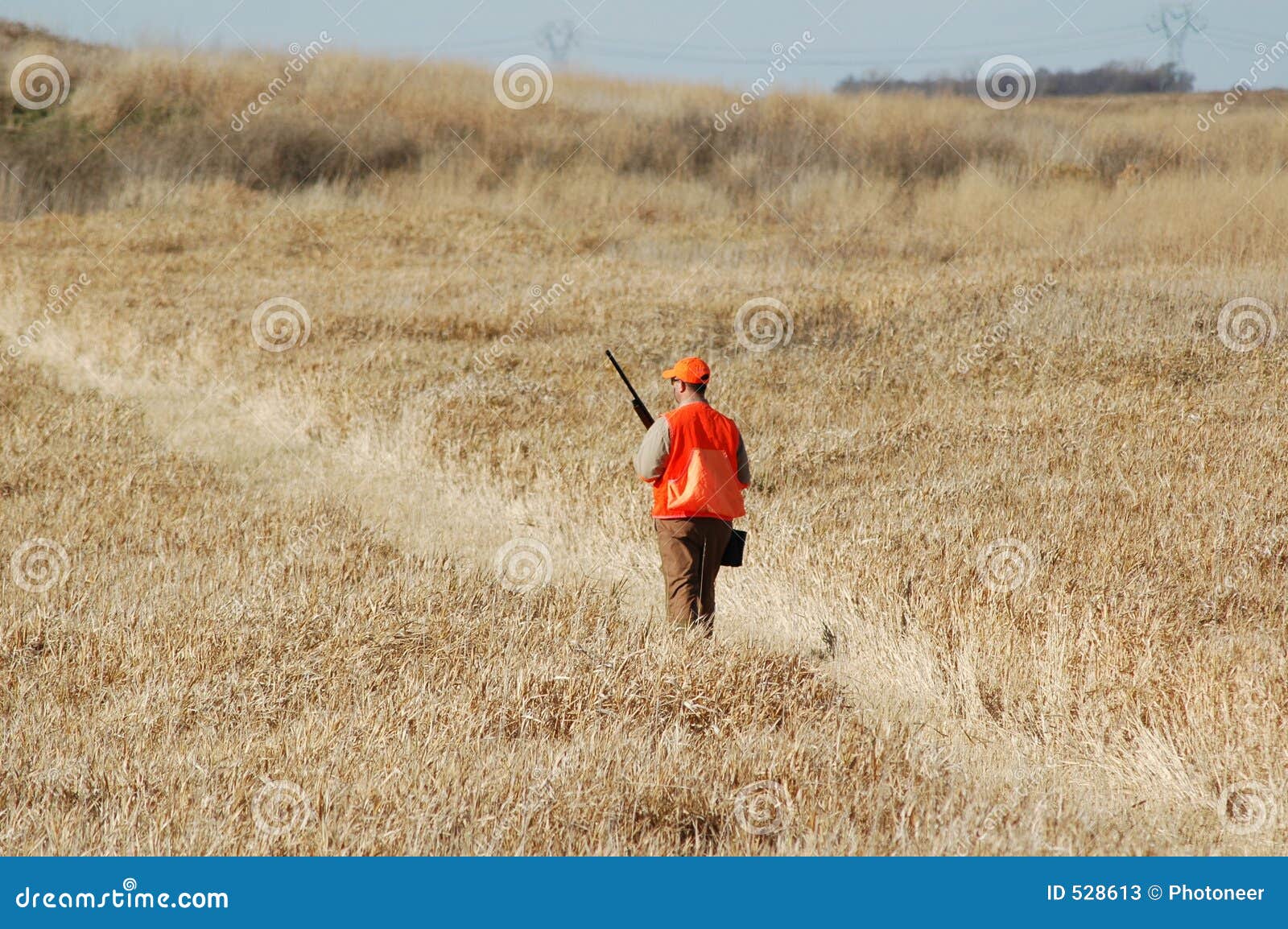 Upland Bird Hunter stock image. Image of orange, quail - 528613