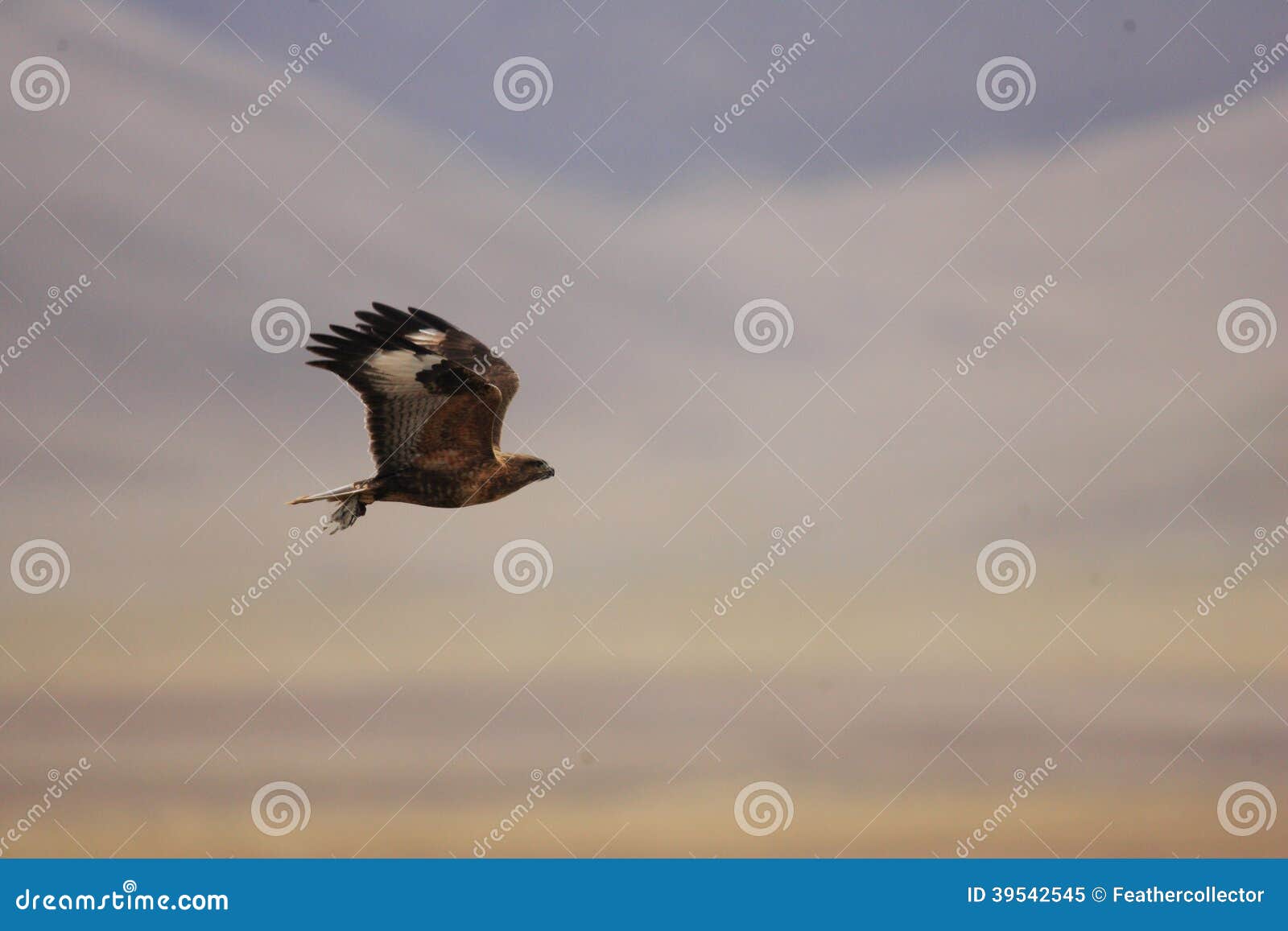 Upland Buzzard stock image. Image of buteo, kite, color - 39542545