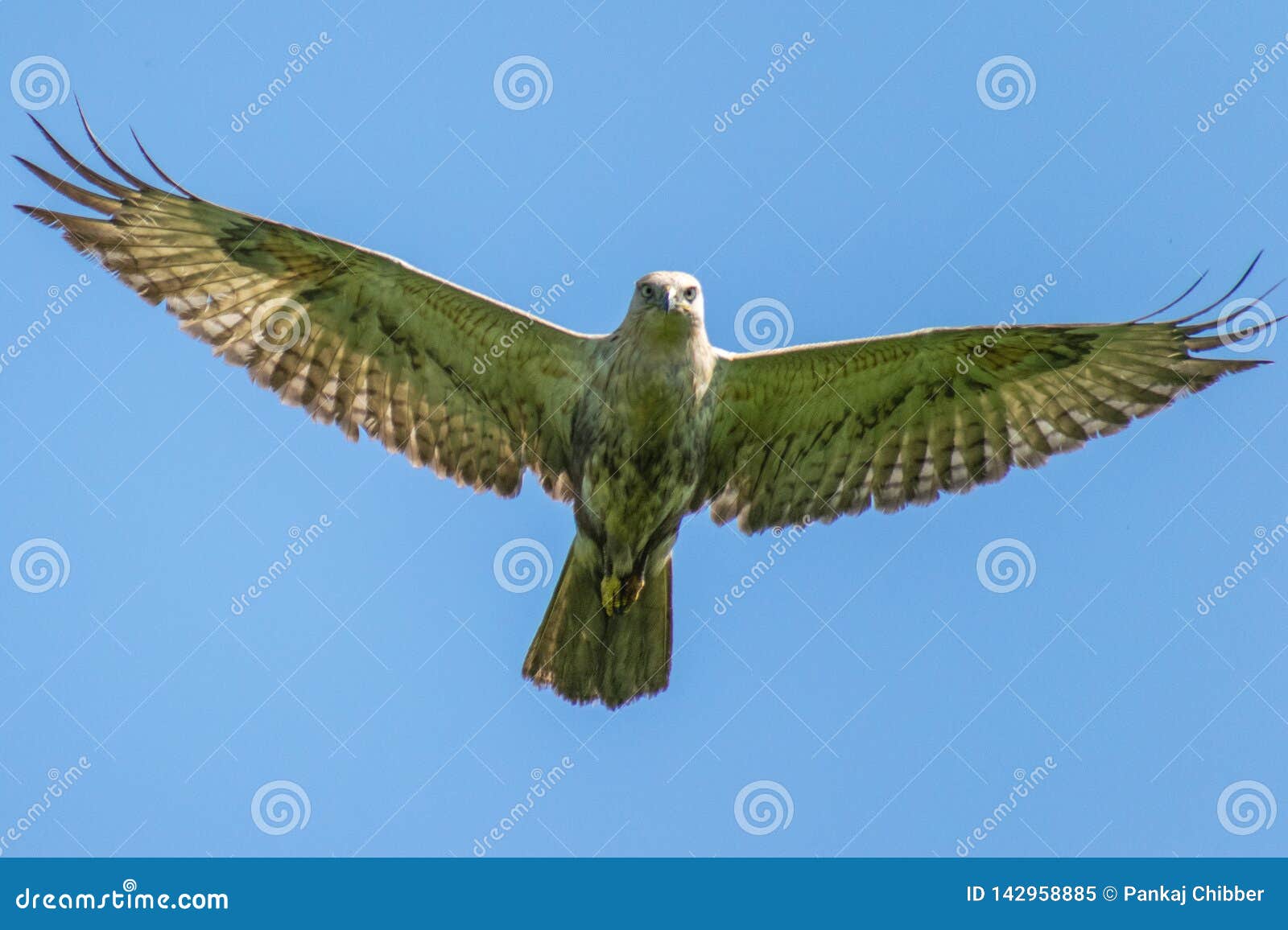 Upland buzzard in flight stock image. Image of birdlife - 142958885