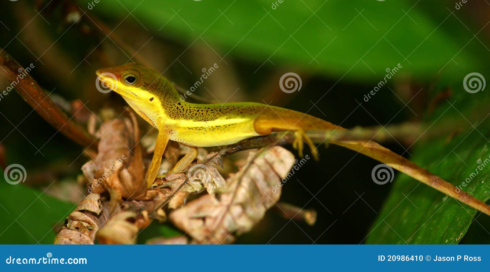 Upland Grass Anole (Anolis Krugi) Stock Photo - Image of rainforest ...