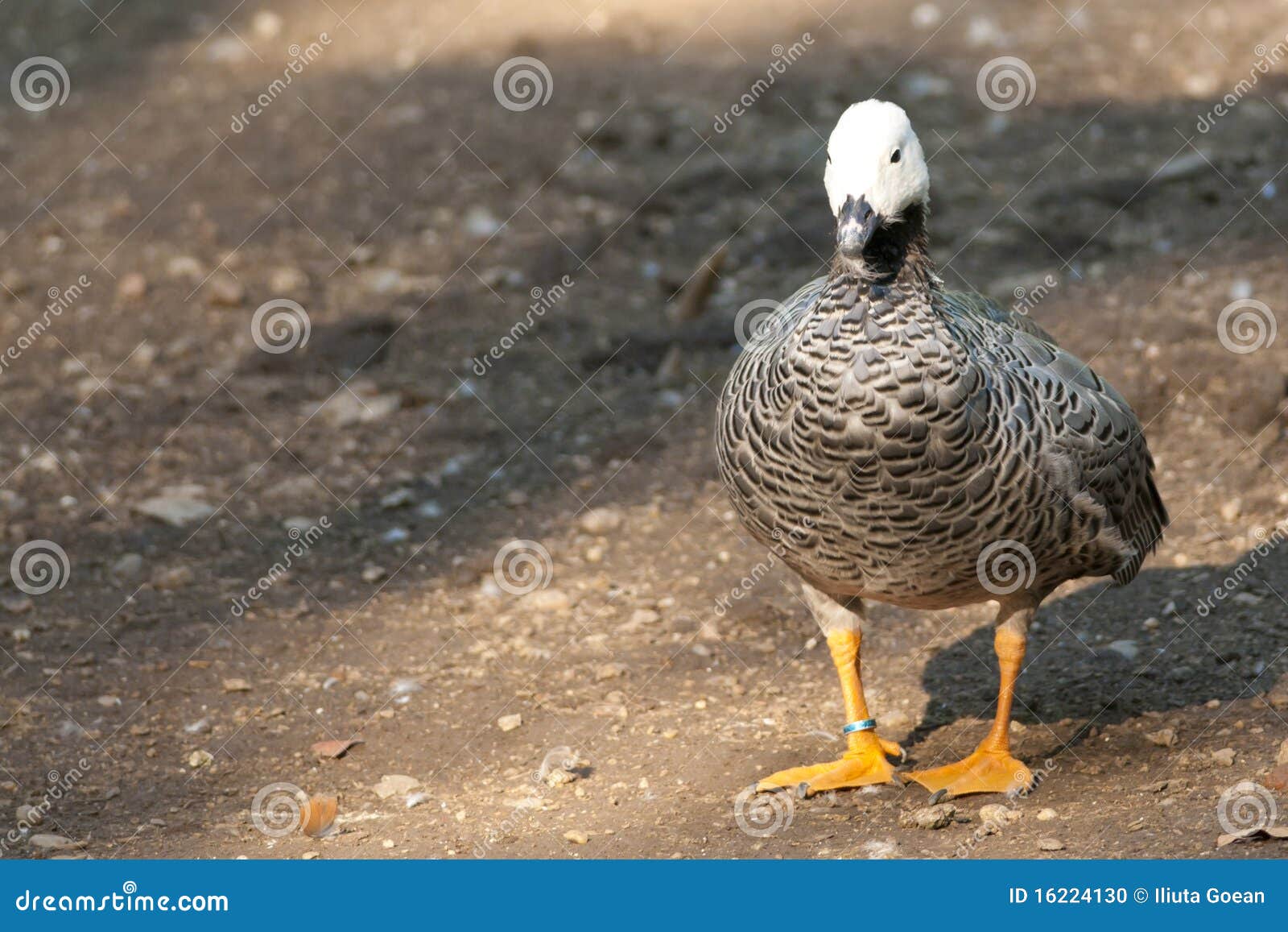 Upland or Magellan Goose stock photo. Image of picta - 16224130