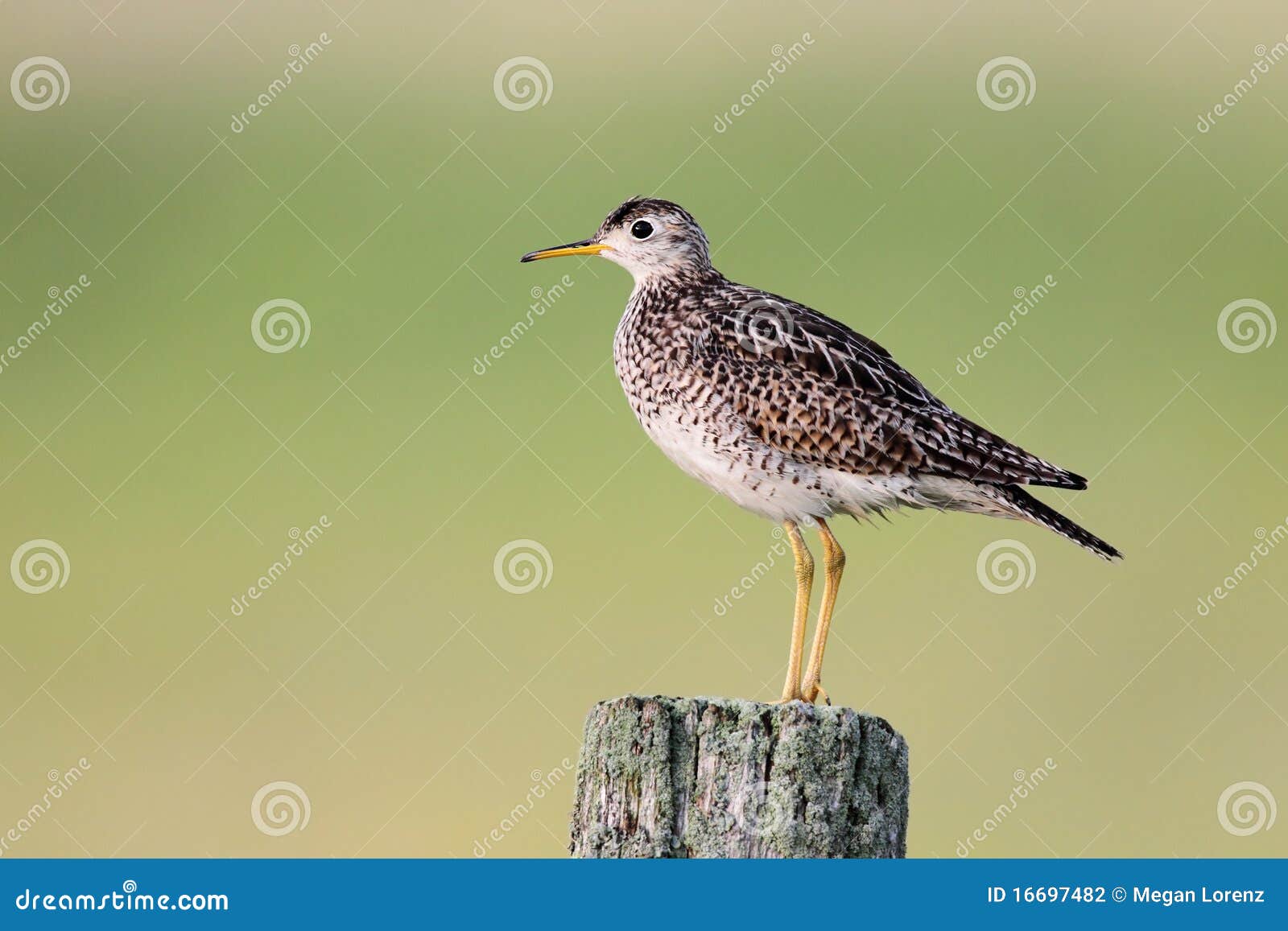 Upland Sandpiper stock photo. Image of alert, wooden - 16697482