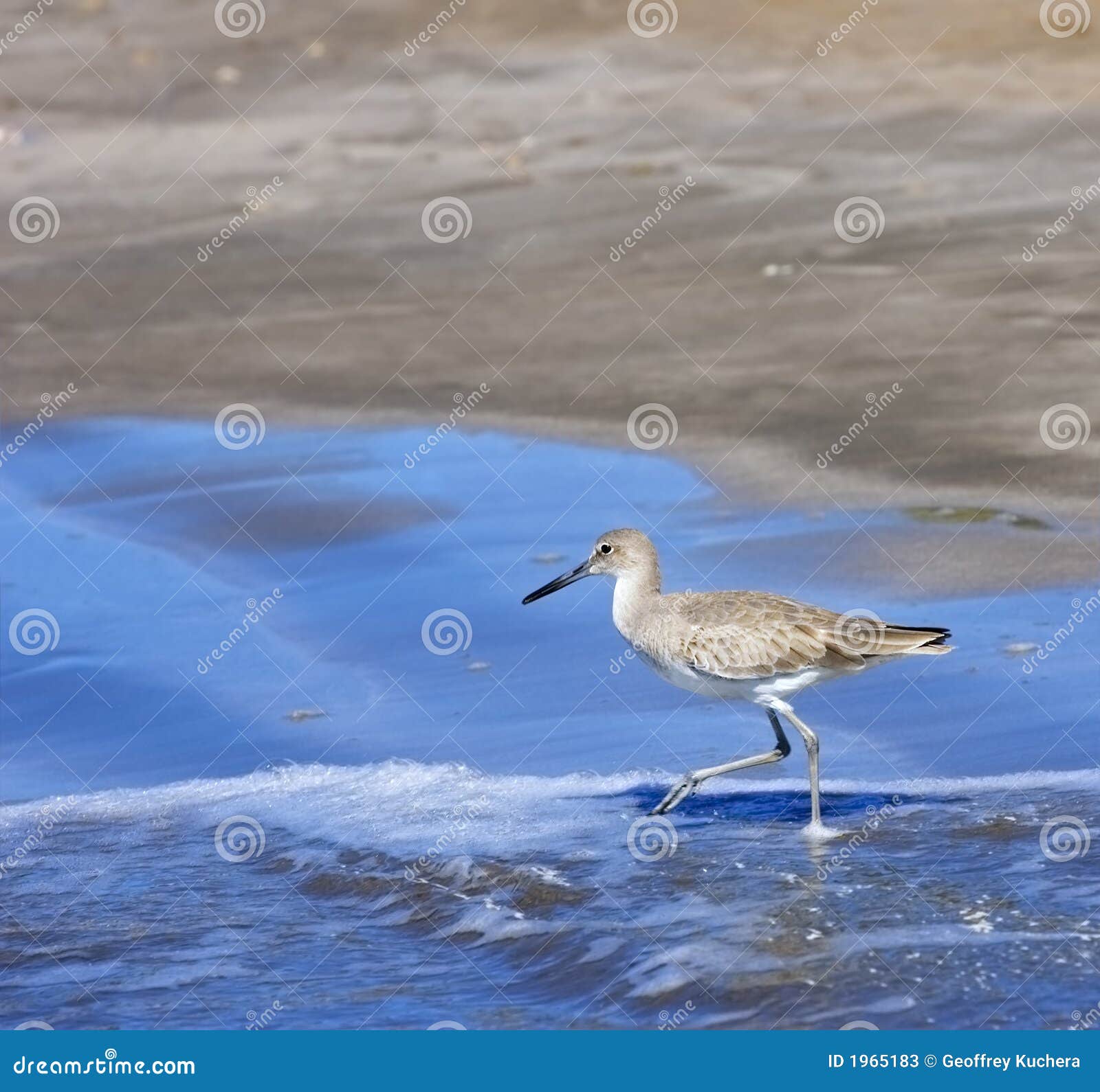 Upland Sandpiper (Bartramia Longicauda) Wades in the Ocean Stock Image ...