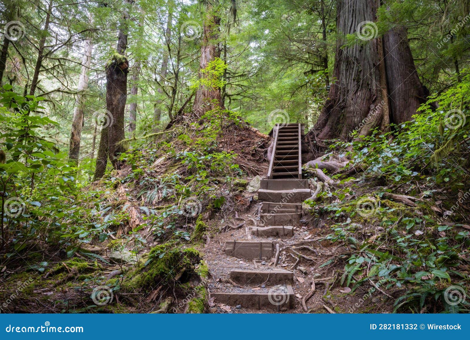 Upper Avatar Grove Hiking Trail Stock Photo - Image of stairs ...