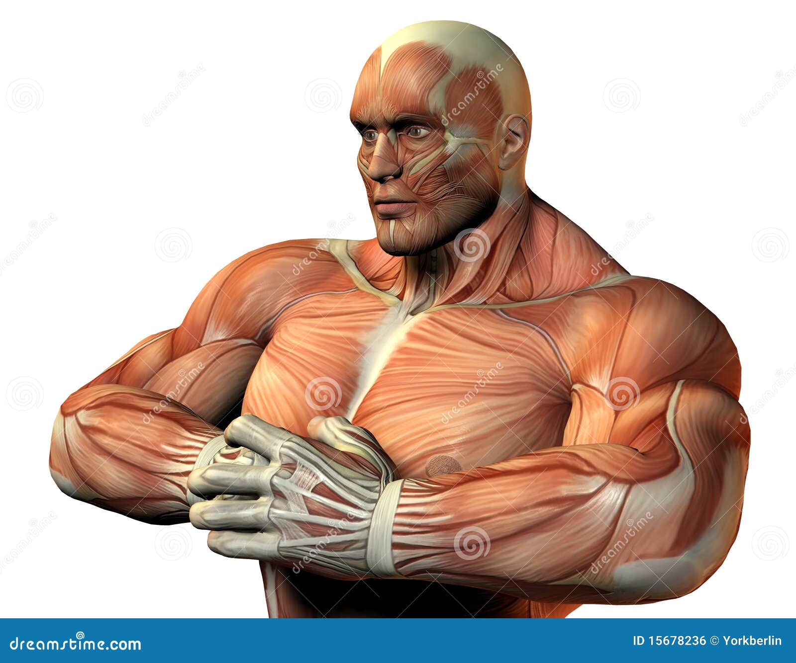 An upper body athletes stock illustration. Illustration of musculus ...