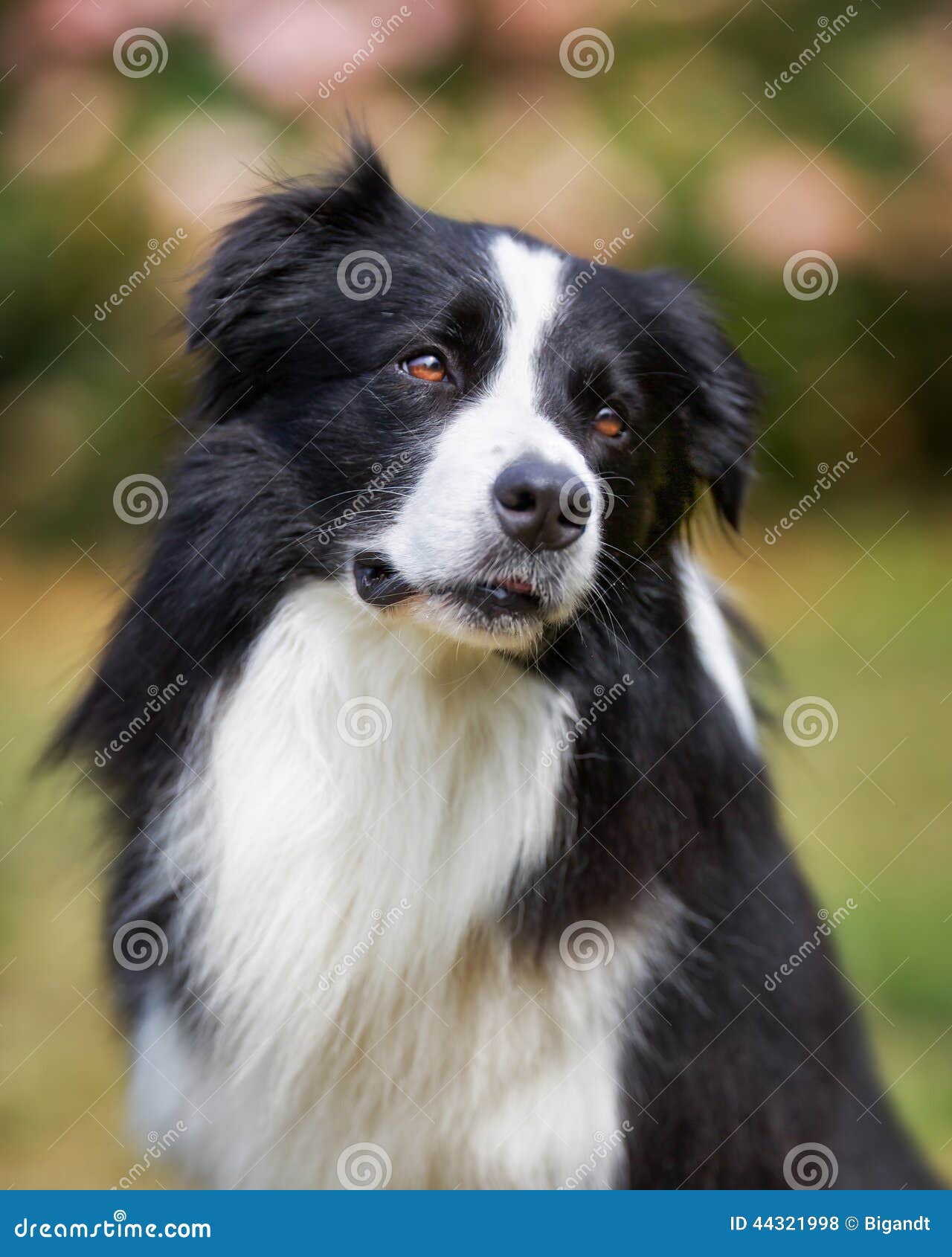 Upper Body of Black Border Collie Stock Photo - Image of cute, border ...