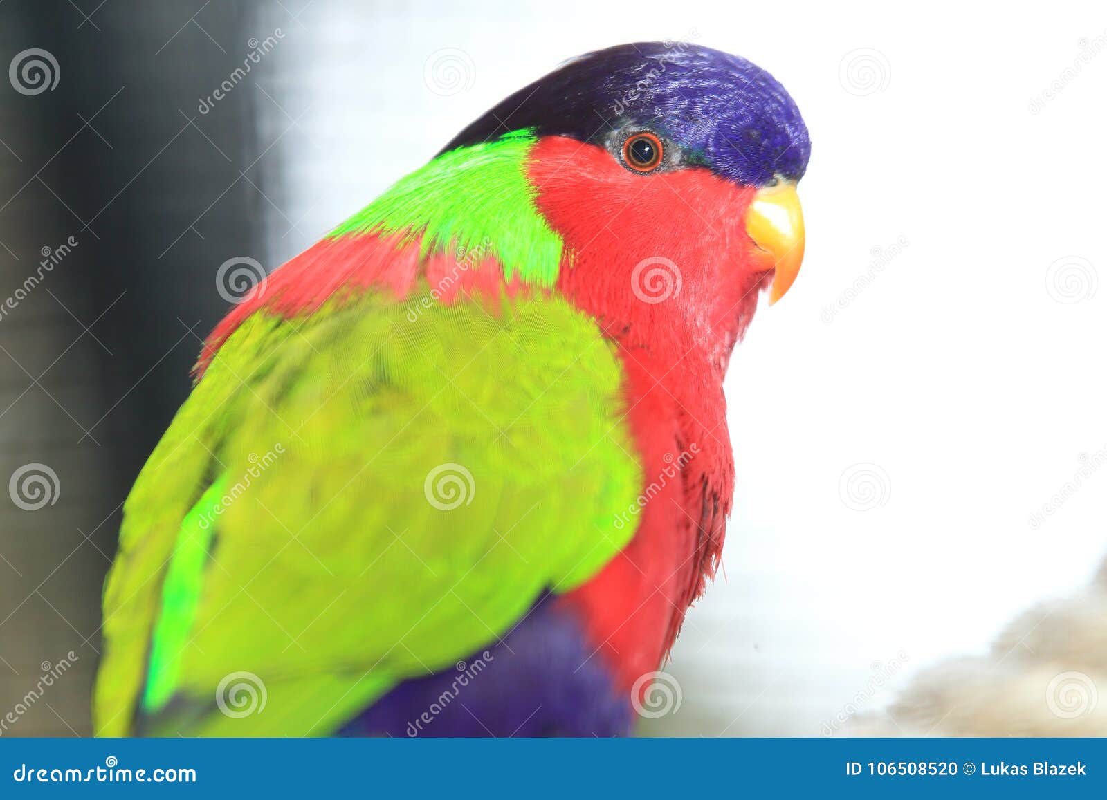 Collared lory stock photo. Image of nature, adult, fiji - 106508520