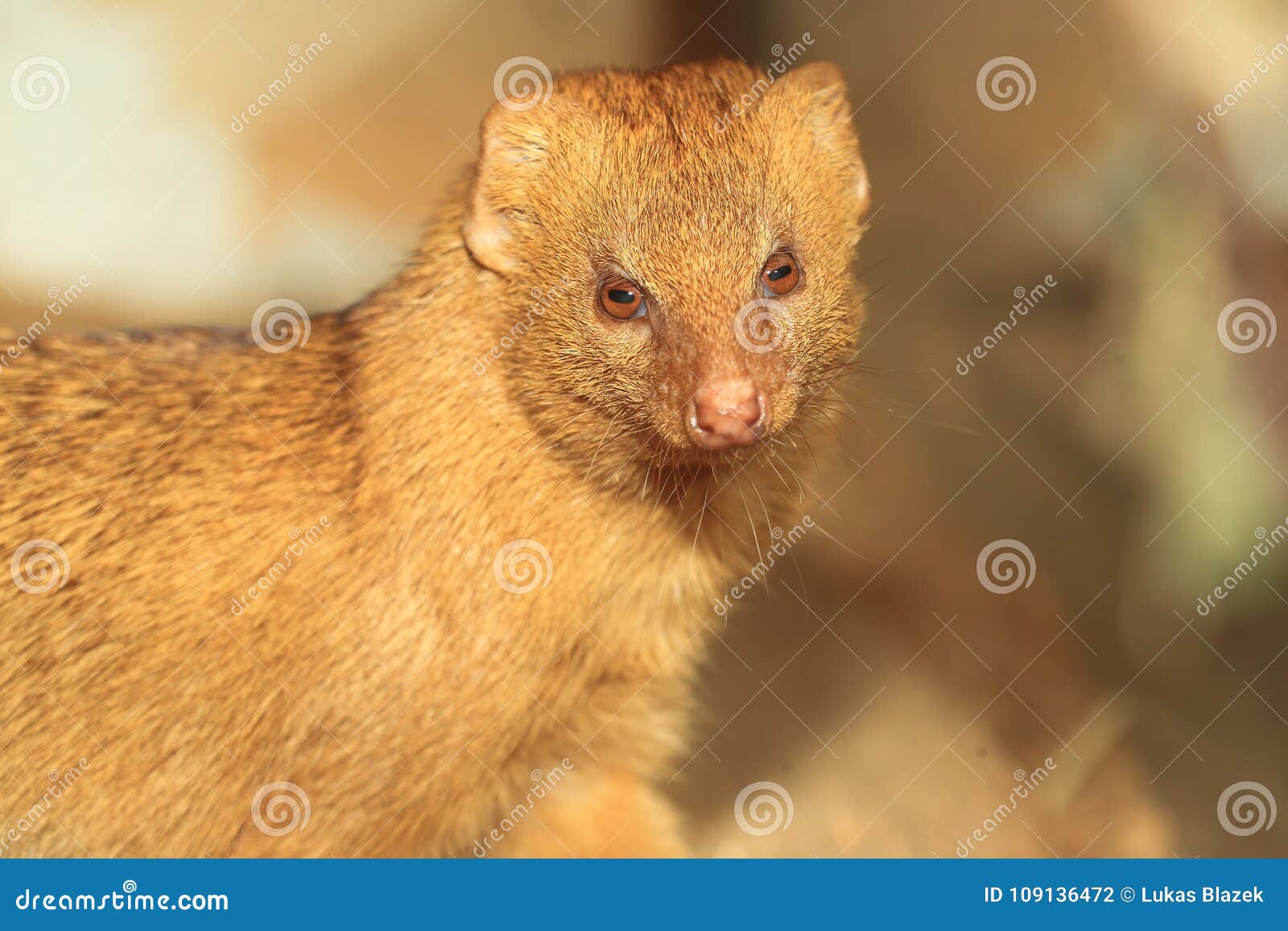 Slender mongoose stock photo. Image of black, animal - 109136472