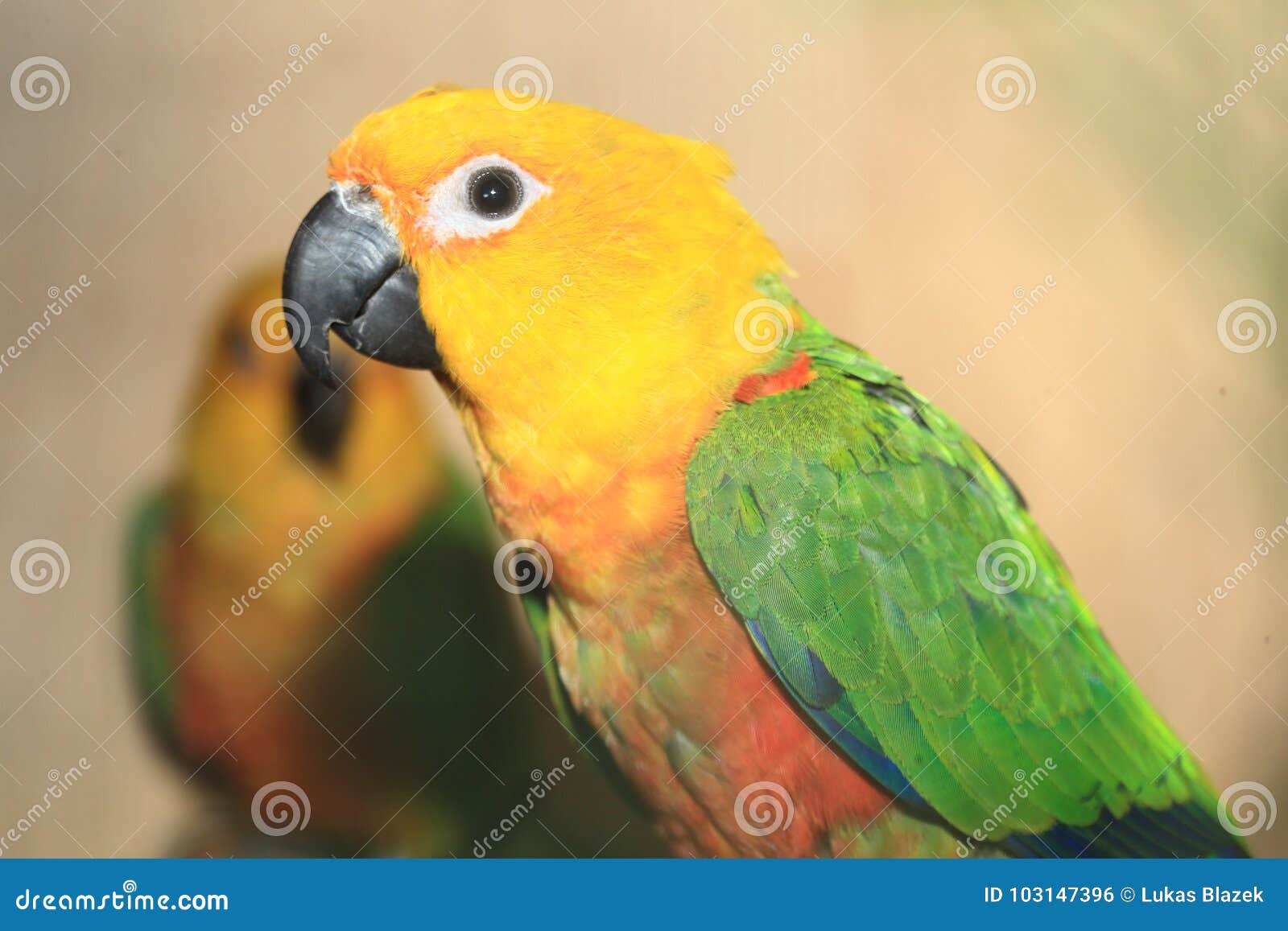 Double Yellow-headed Amazon Stock Photo - Image of animal, adult: 103147396