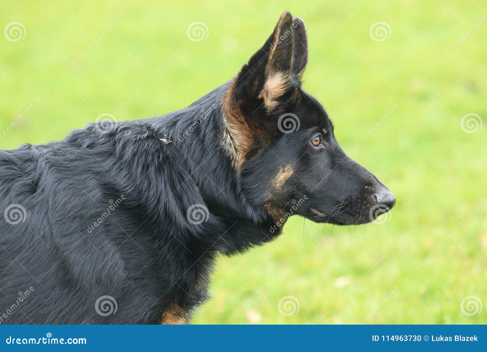 German shepherd stock photo. Image of domesticated, body - 114963730