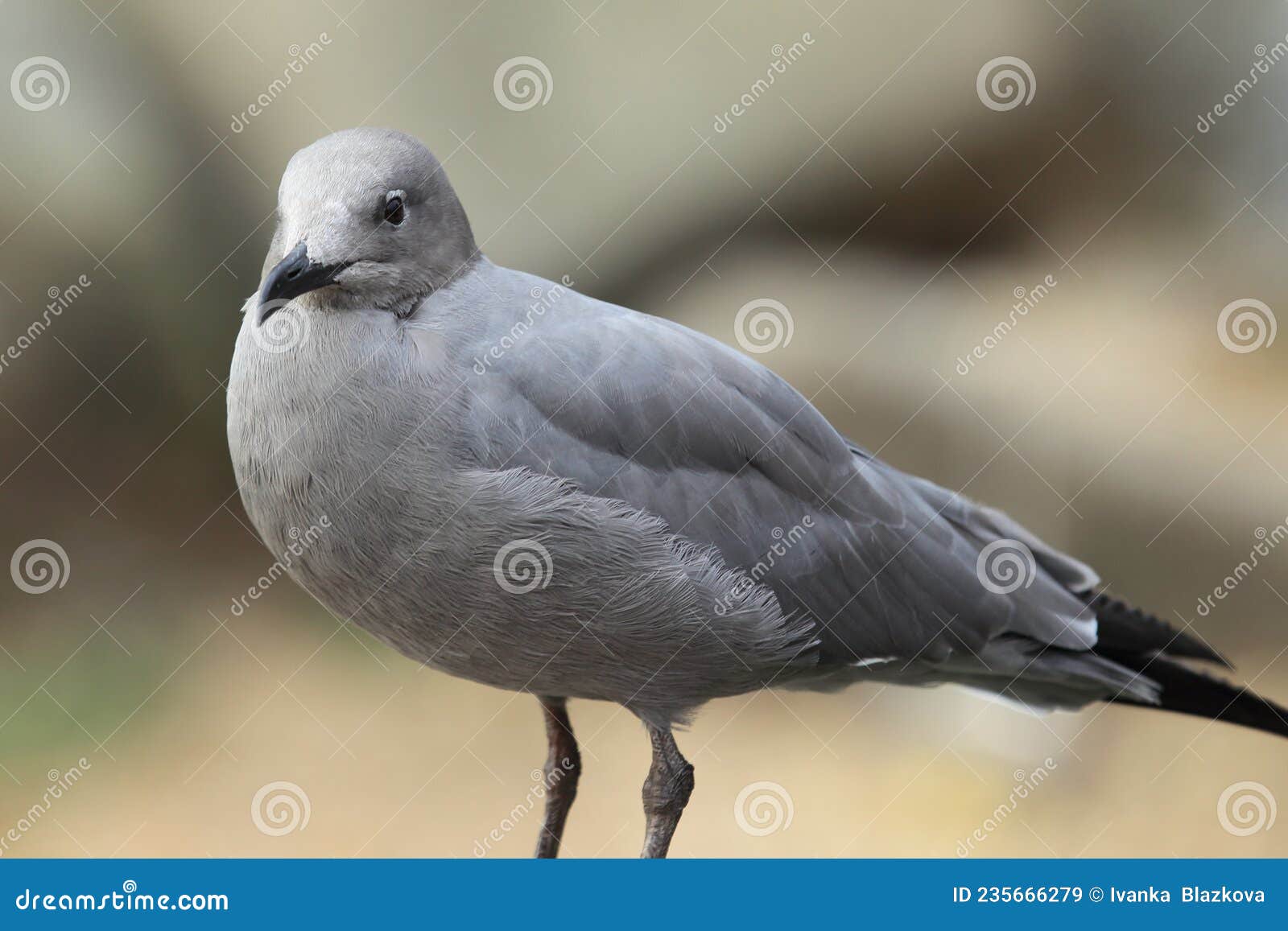 Grey gull stock image. Image of bird, body, leucophaeus - 235666279