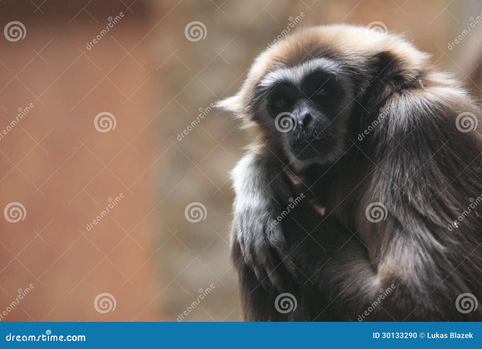 Pileated gibbon stock photo. Image of mammal, upper, hylobates - 30133290