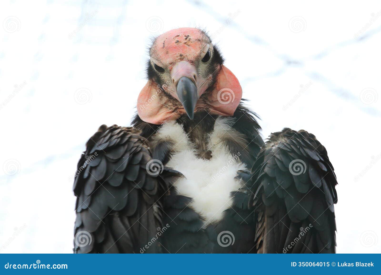 Red-headed vulture stock image. Image of head, calvus - 350064015