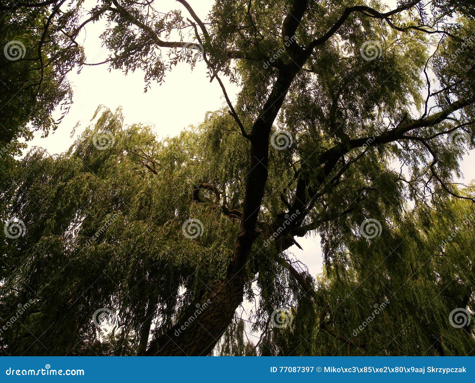 Upper Branches of a Green Willow Tree Stock Image - Image of green ...
