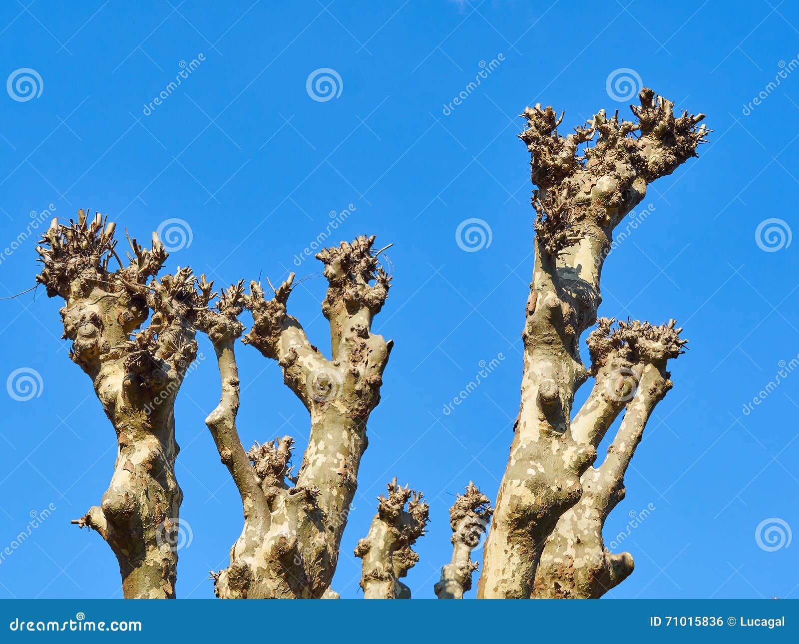 Upper Branches of a Plane Tree (platanus) Pollarded Completely Stock ...
