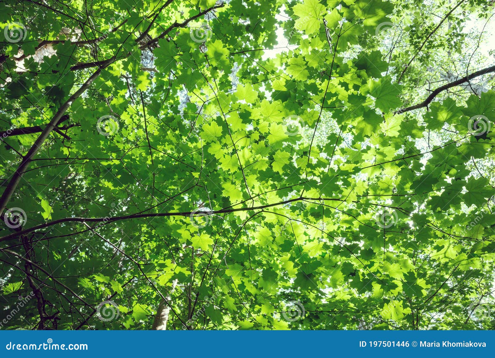 Upper Branches of Tree. Bottom View Stock Photo - Image of summer ...
